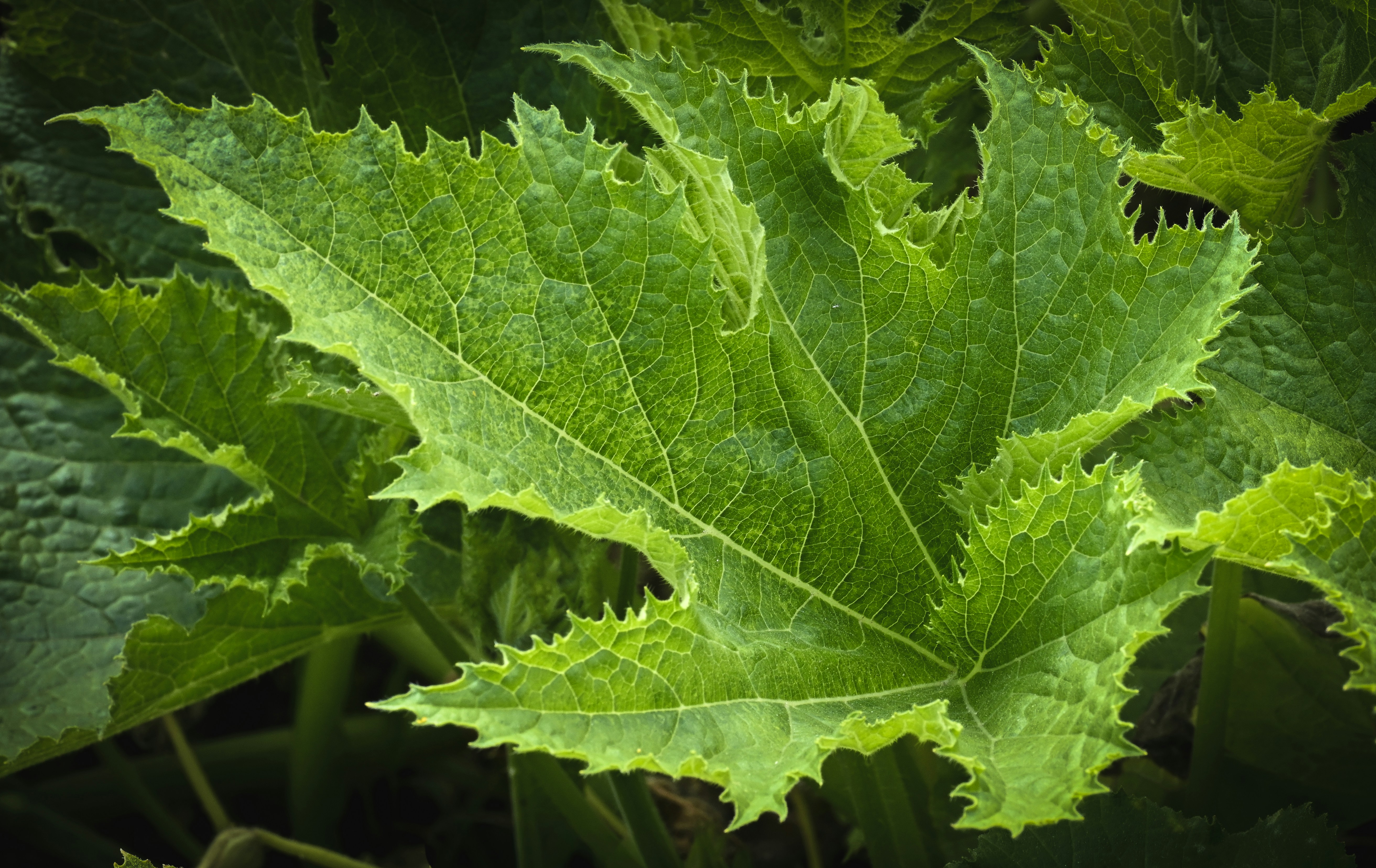 Emerald Veil: Close-Up of Lush Grape Leaf Edges and Veins