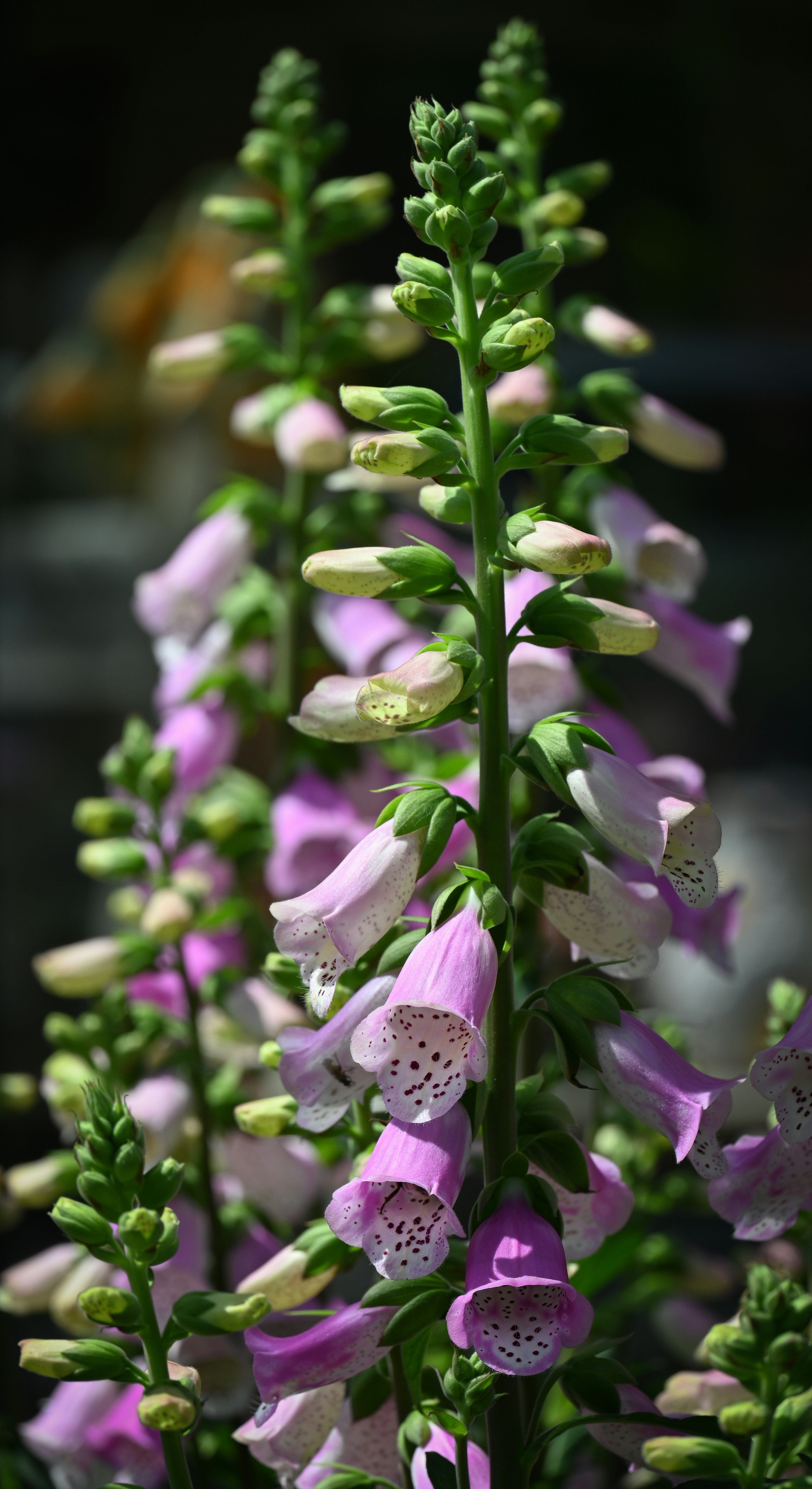 Lilac Clerestory: Stacked Foxglove Spires in Focus