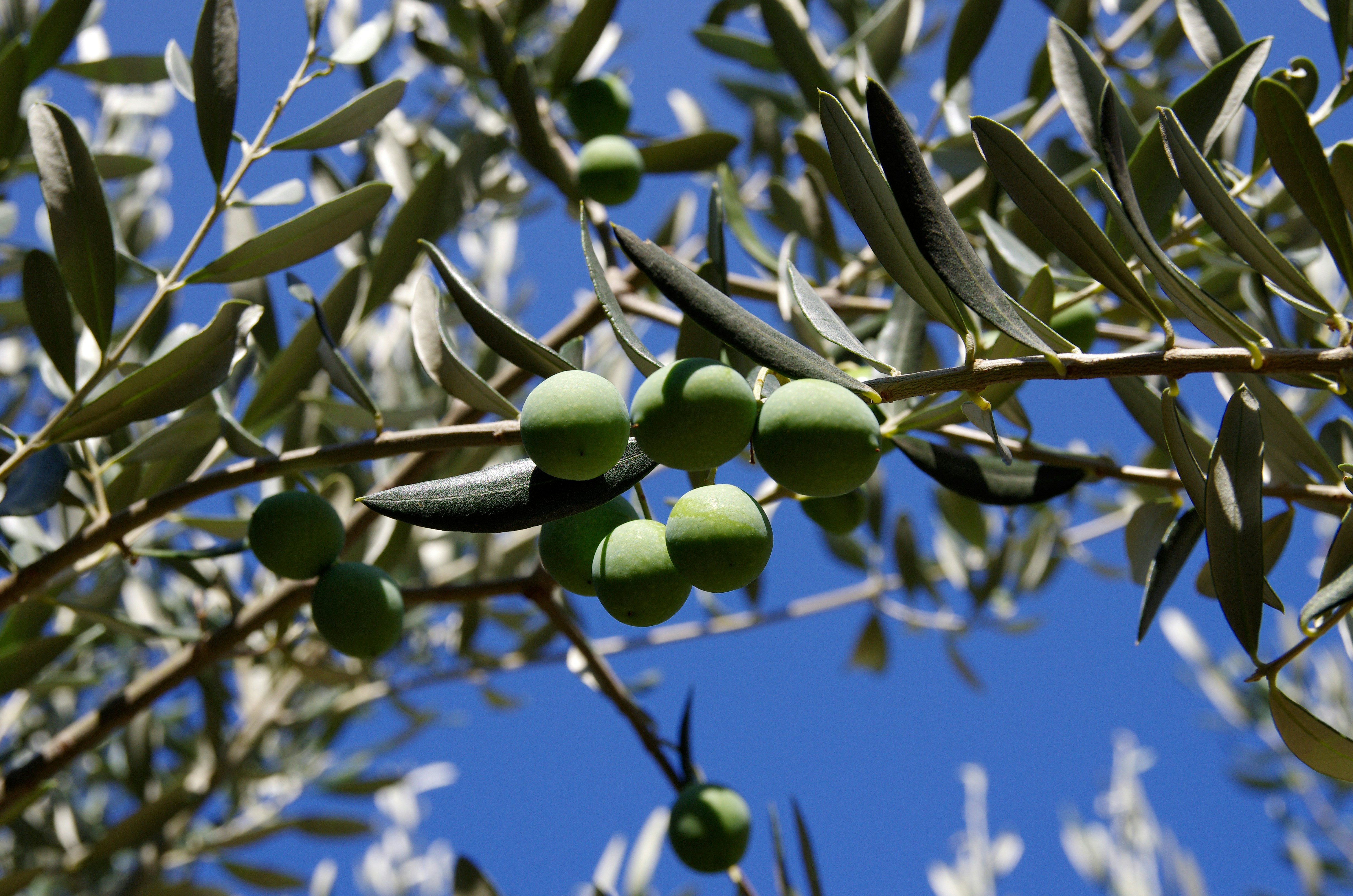 Green Orbs Under a Clear Blue Sky