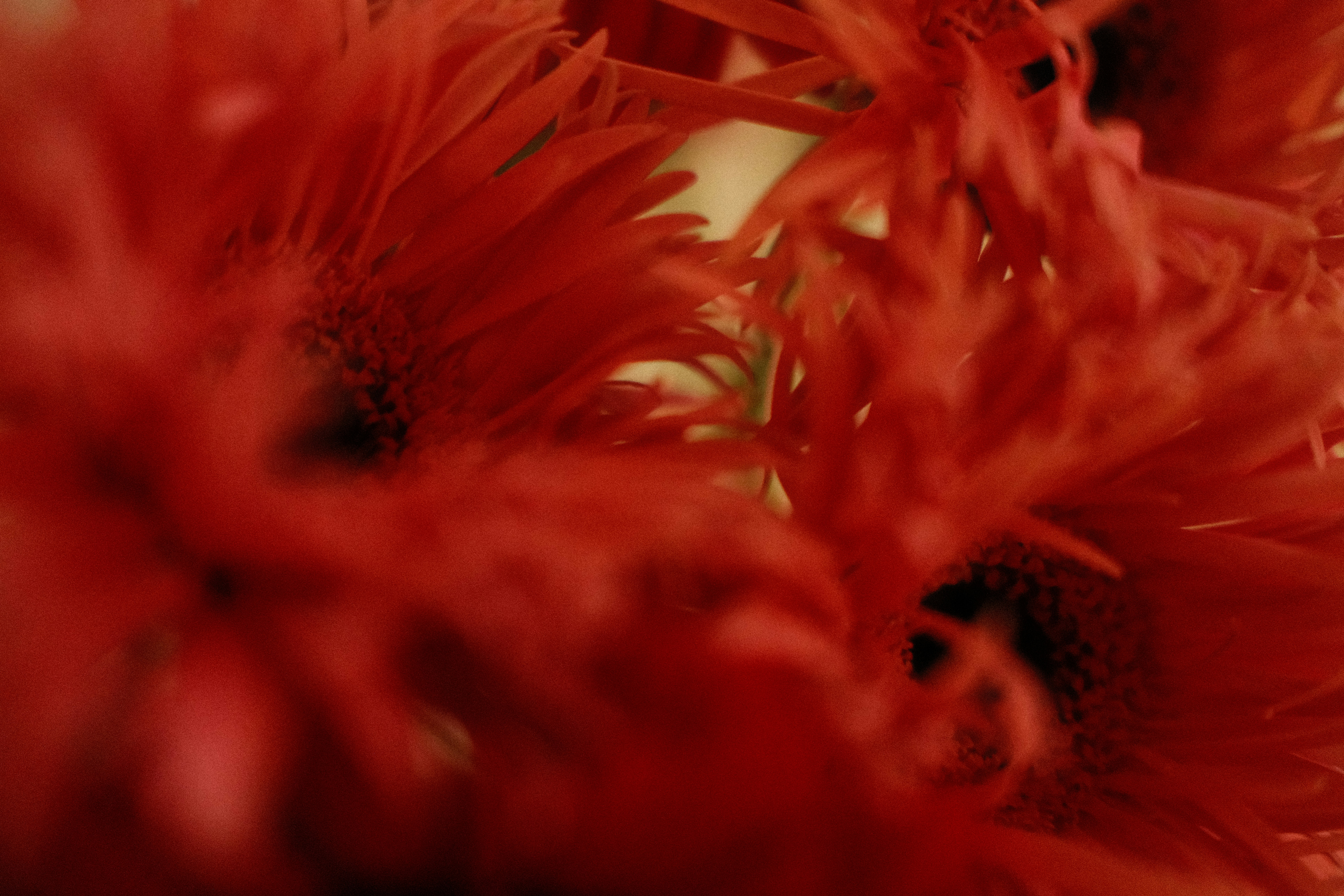 Crimson Petals: A Soft Dance of Red Depths