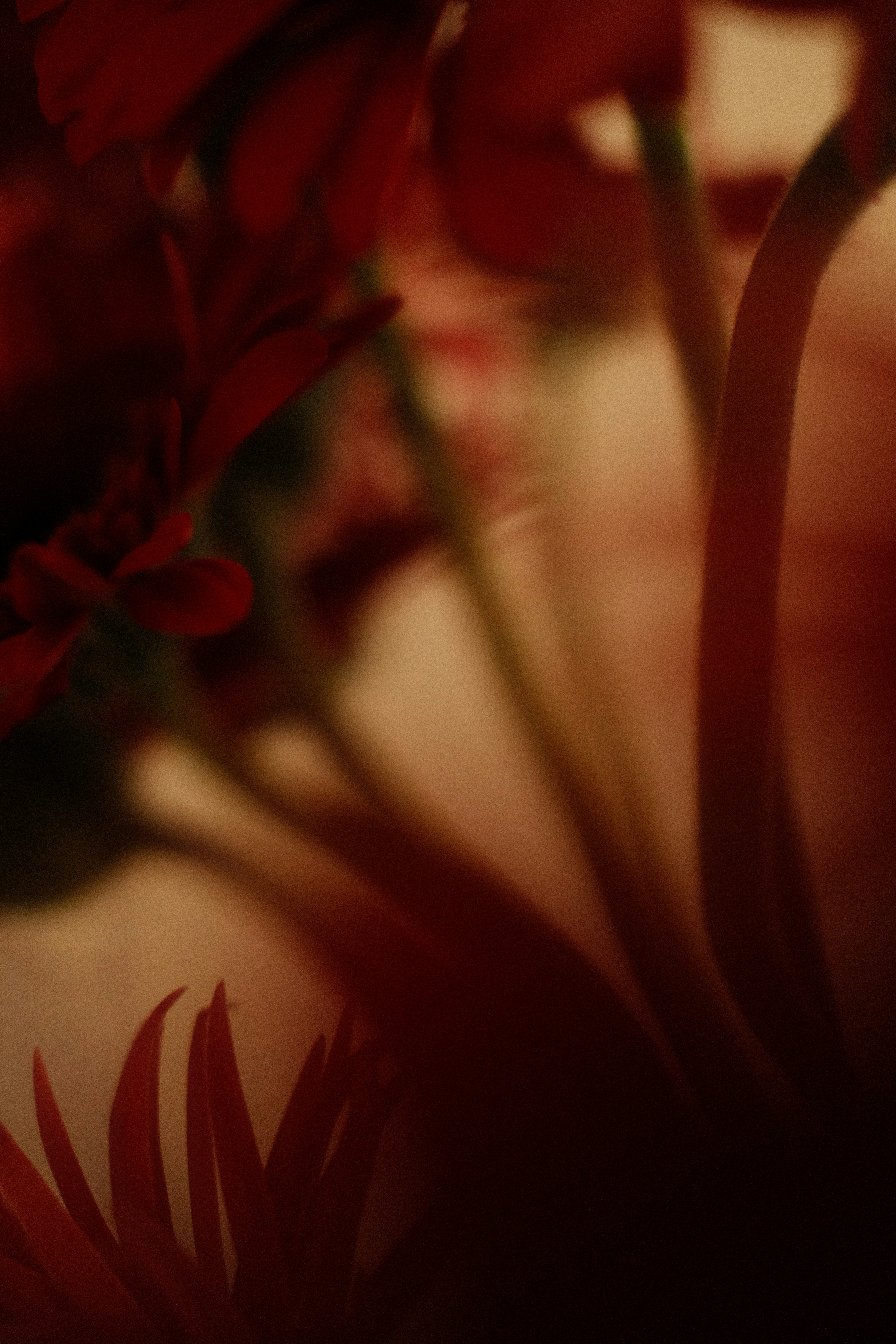 Deep Red Blur: An Intimate Bloom in Soft Focus