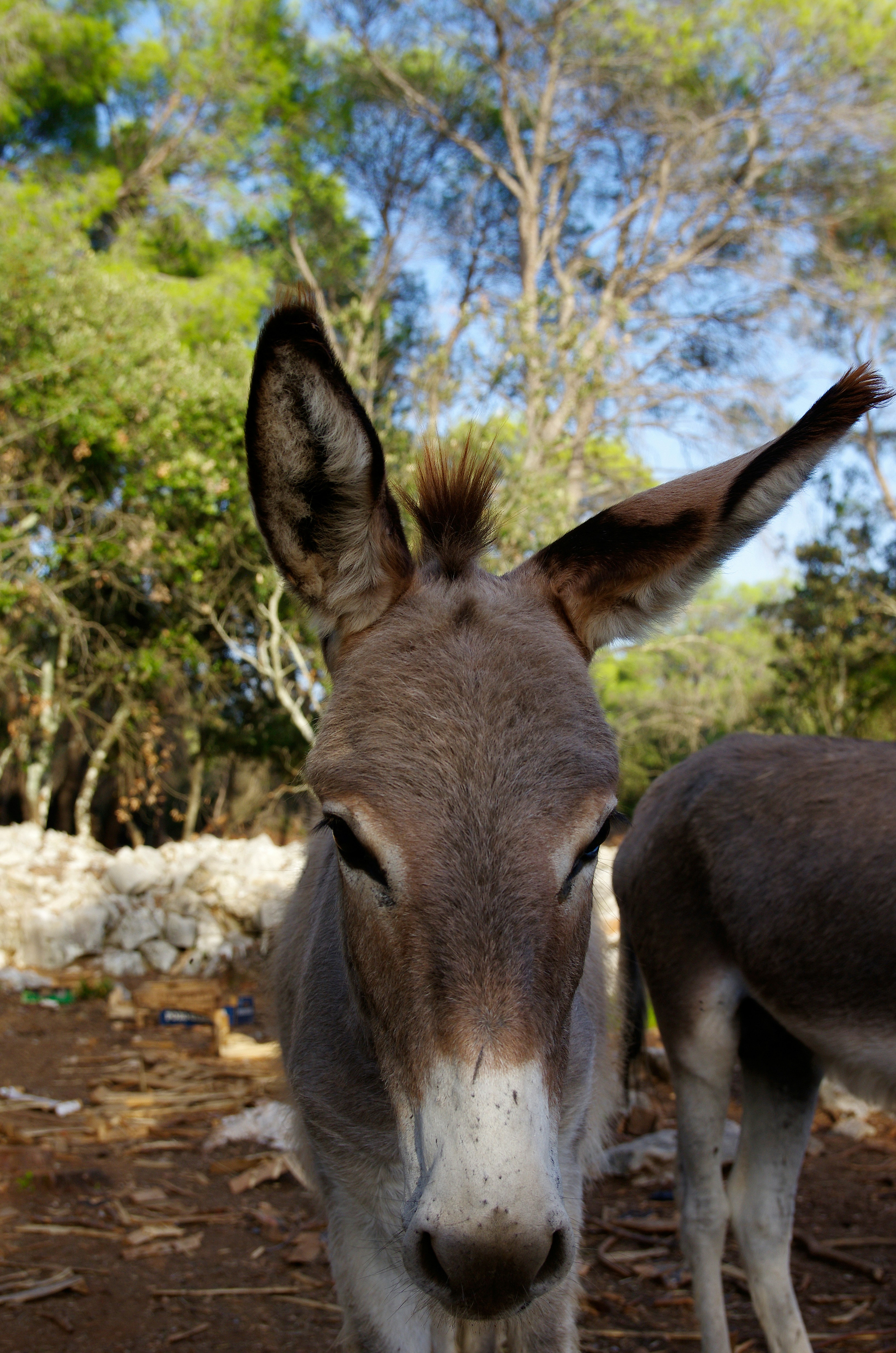 Close-up of a curious donkey nose-to-lens in dappled woodland light