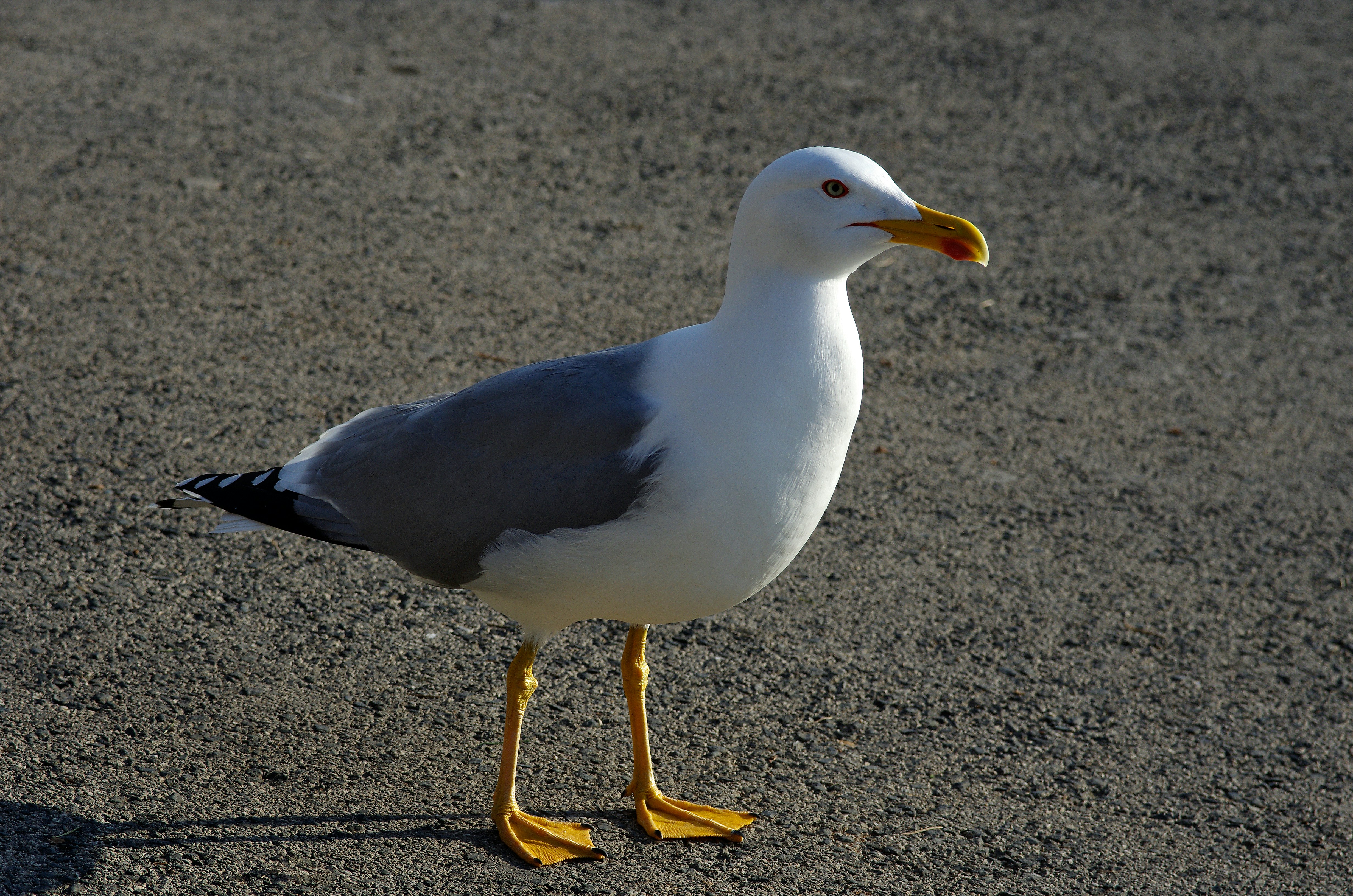 Yellow-booted Seabird on Gravel: A Quiet Coastal Portrait