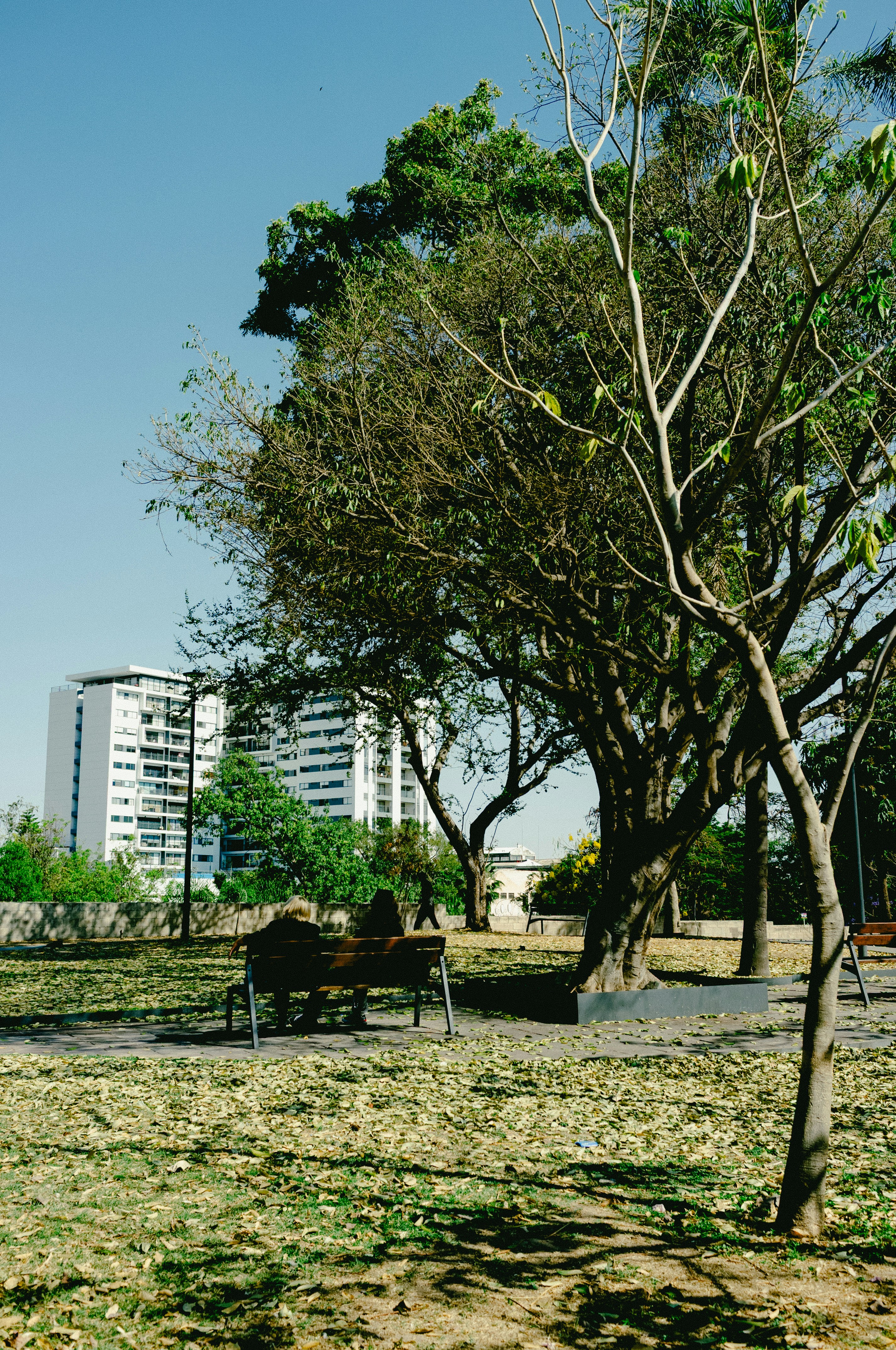 Shaded Riverside Bench Beneath a Looming Tree