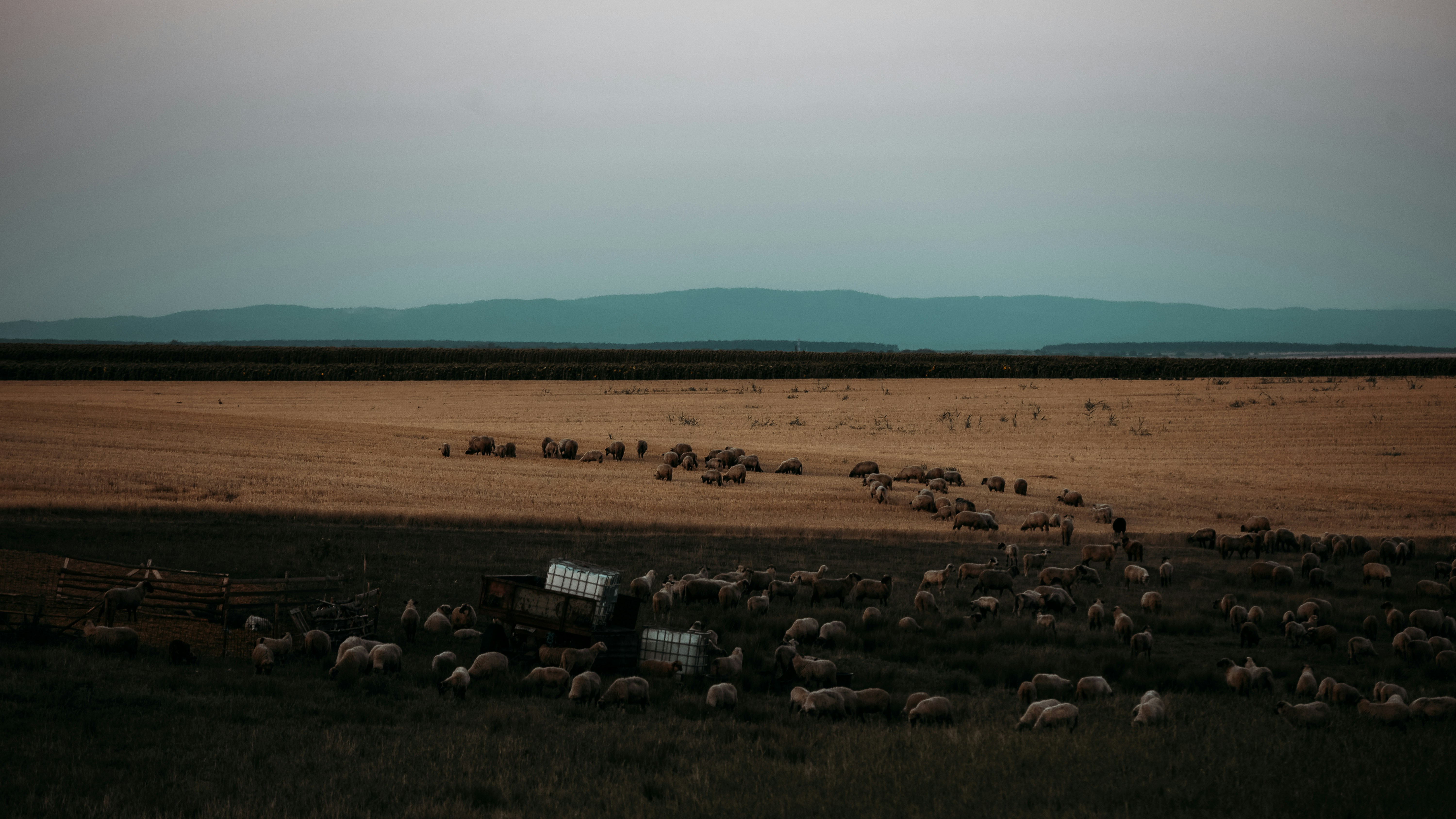 Herd at Dusk: A Quiet Verge Between Field and Horizon