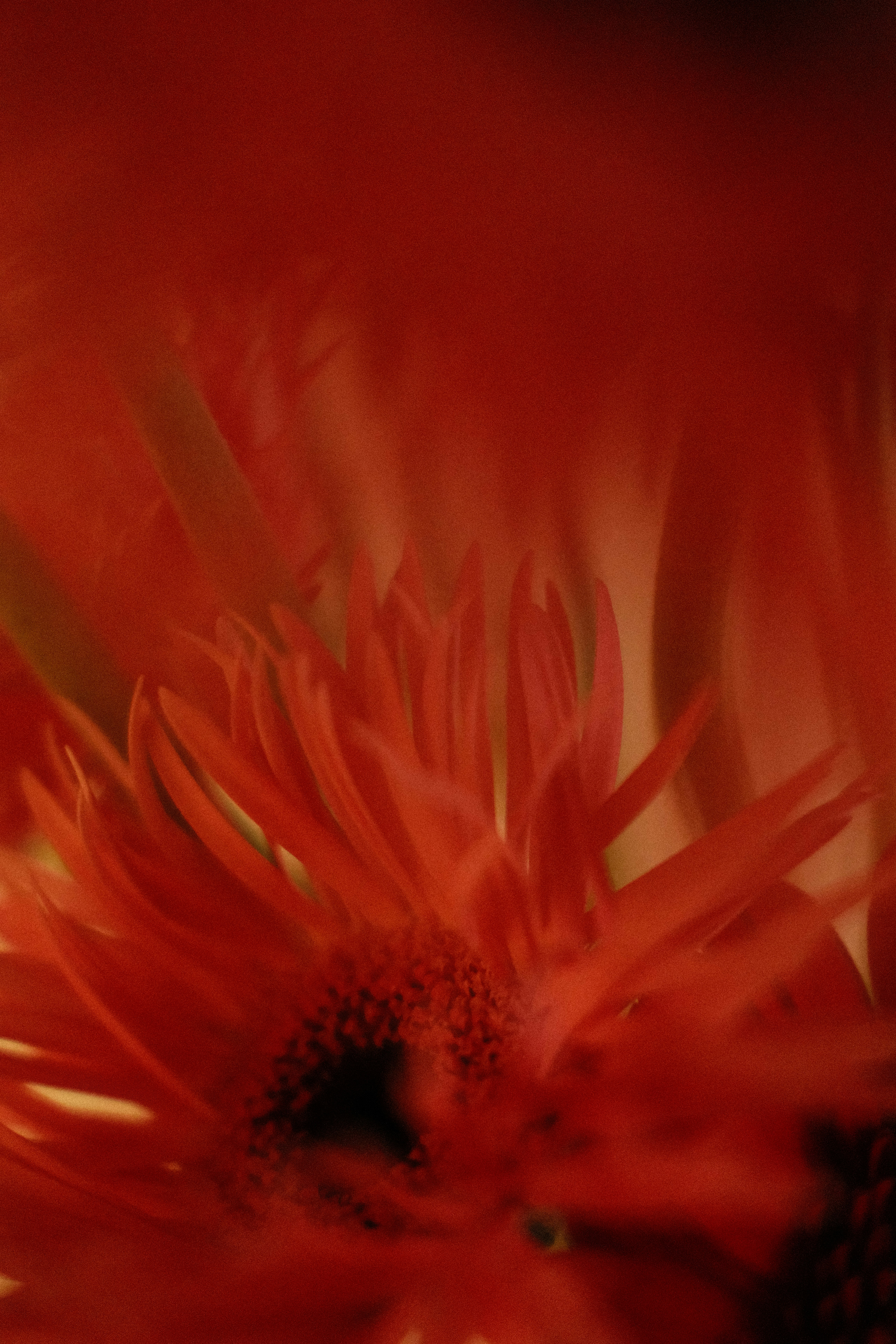 Crimson Bloom in Soft Haze