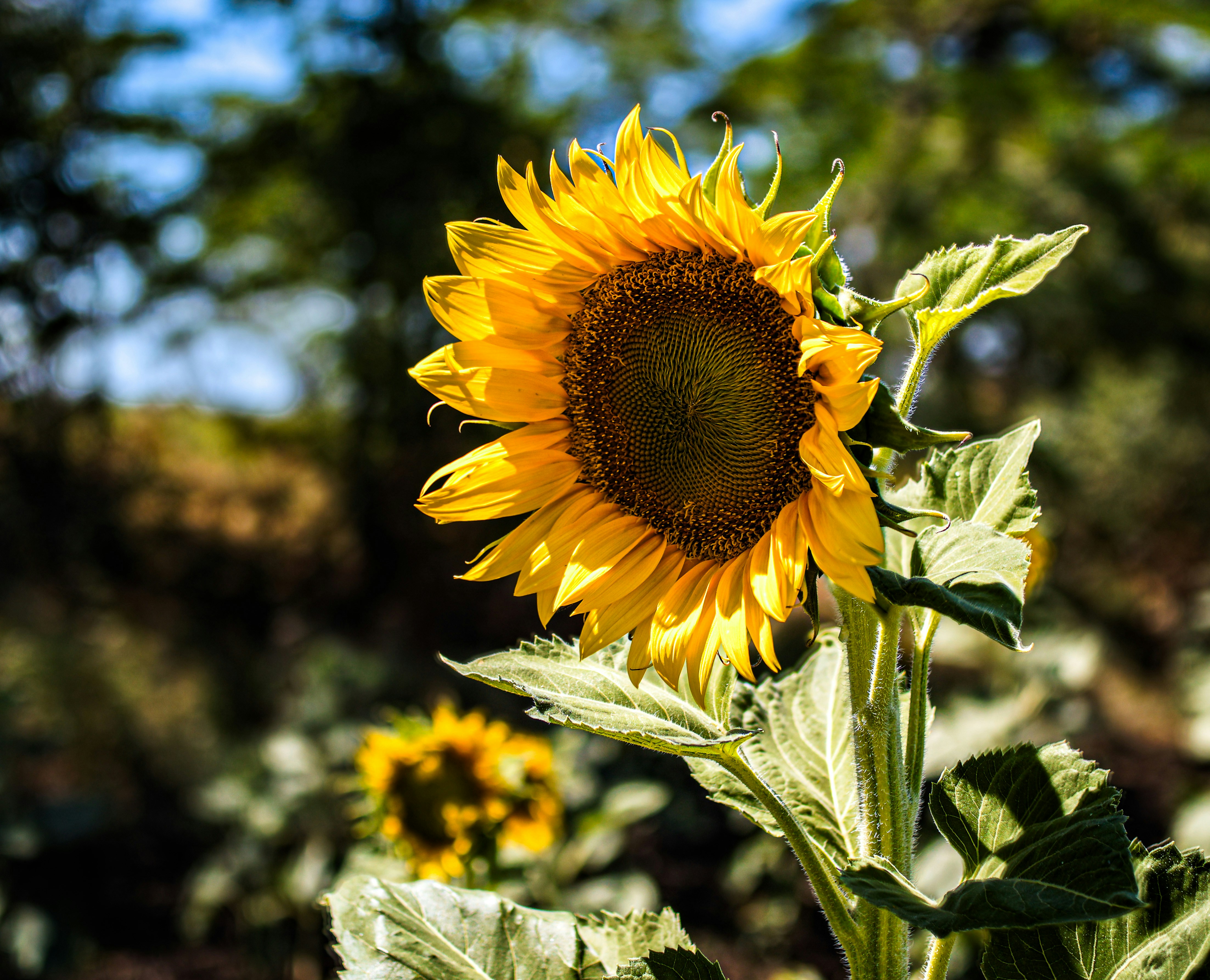 Sunflower Crown: A Bold Bloom Against a Blurred Backyard