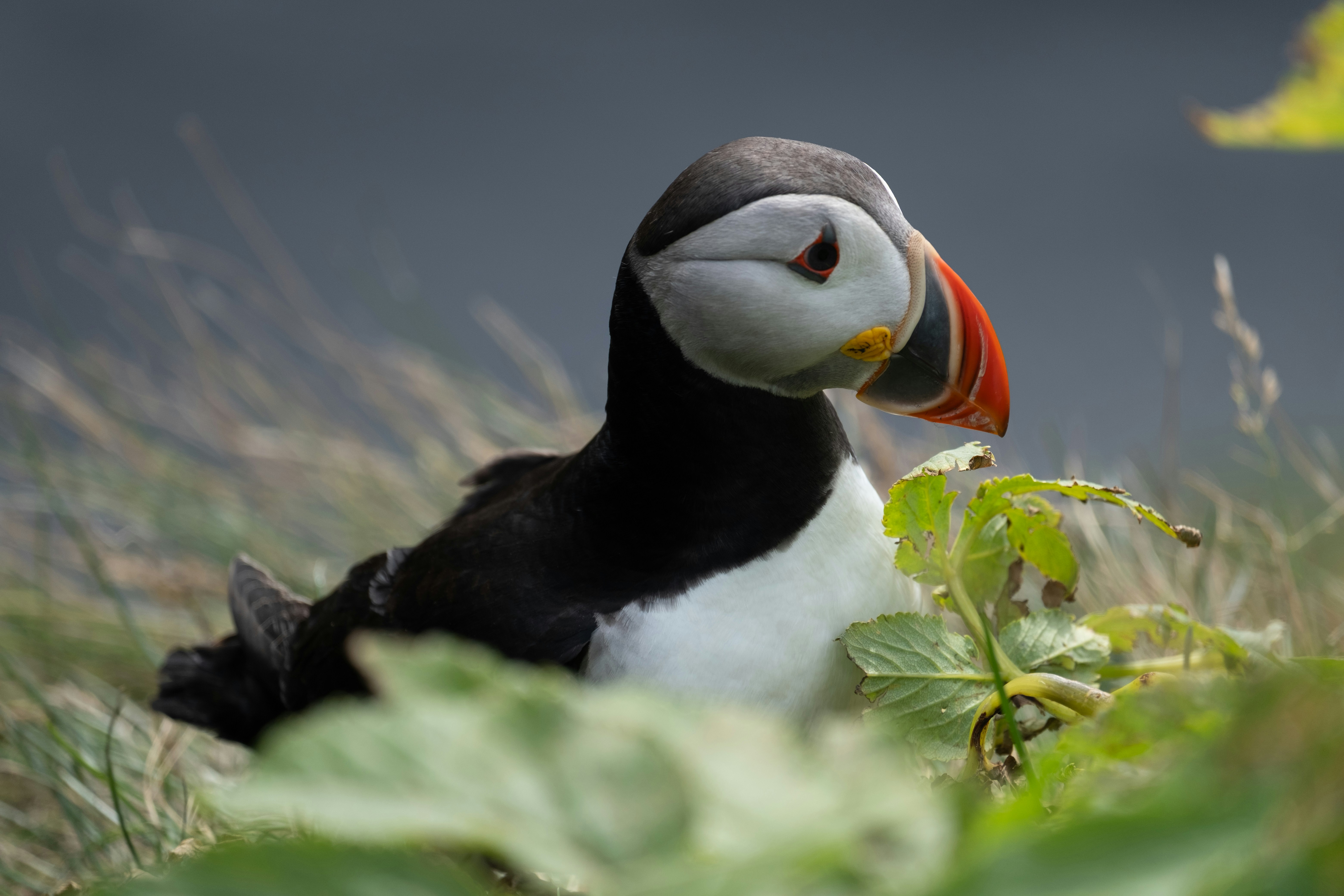 Portrait of a Puffin Amid Coastal Scrim