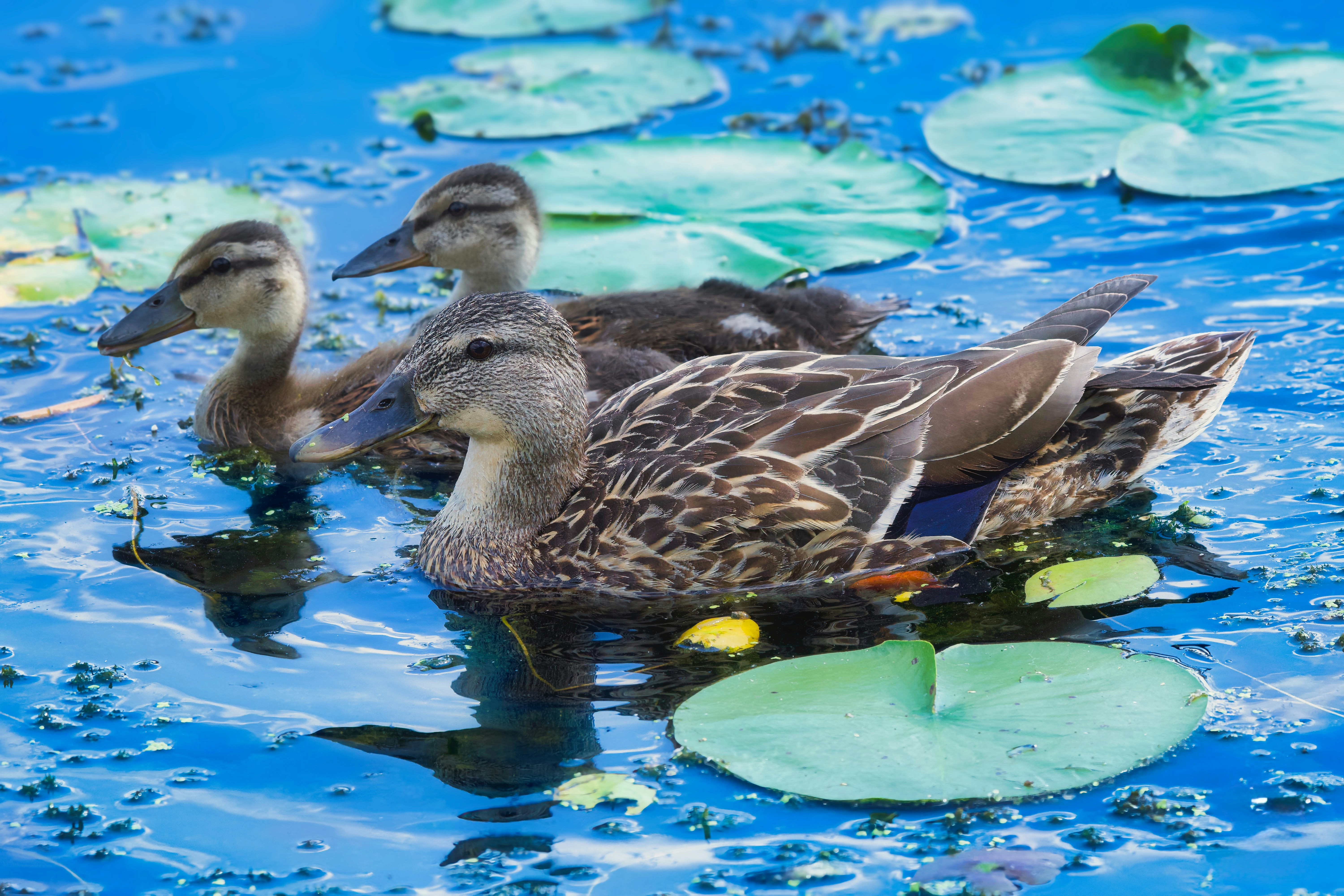 Ducks Gliding Through a Lily-Studded Blue