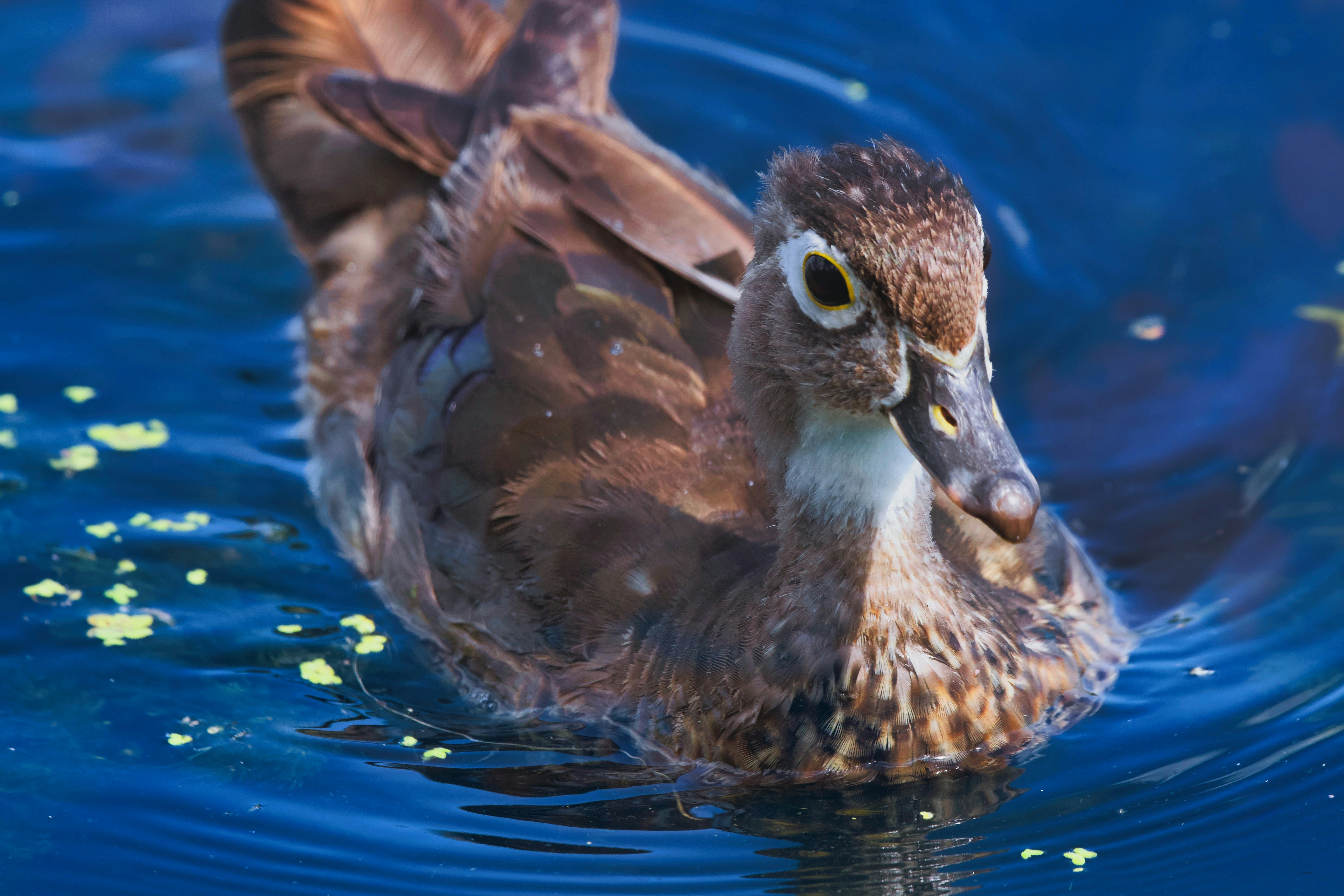Eye of the Duck: Close-Up on a Coastal Wanderer