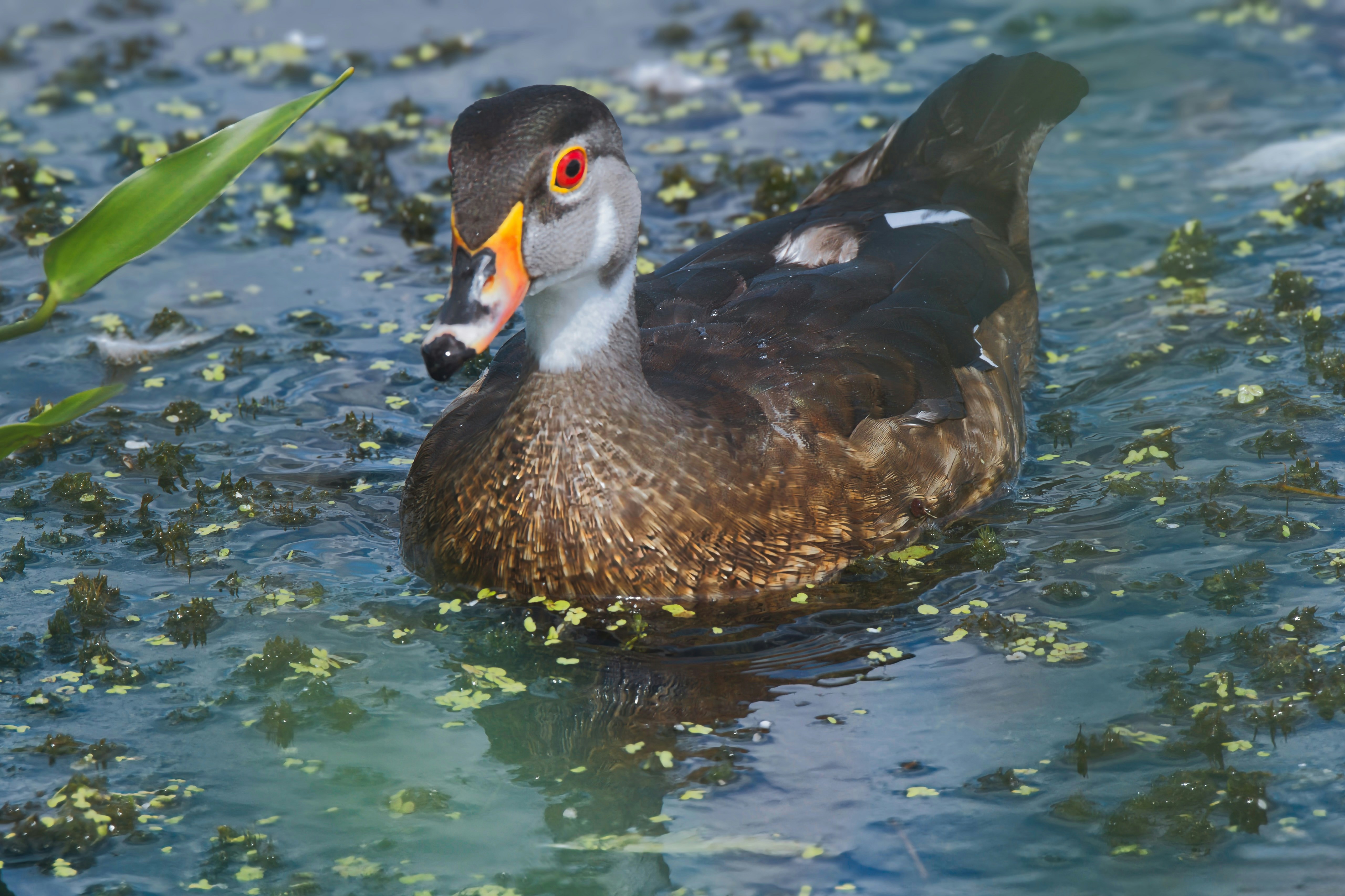 Midday Dabble: A Mandarin Duck Floating in Algae-Streaked Water