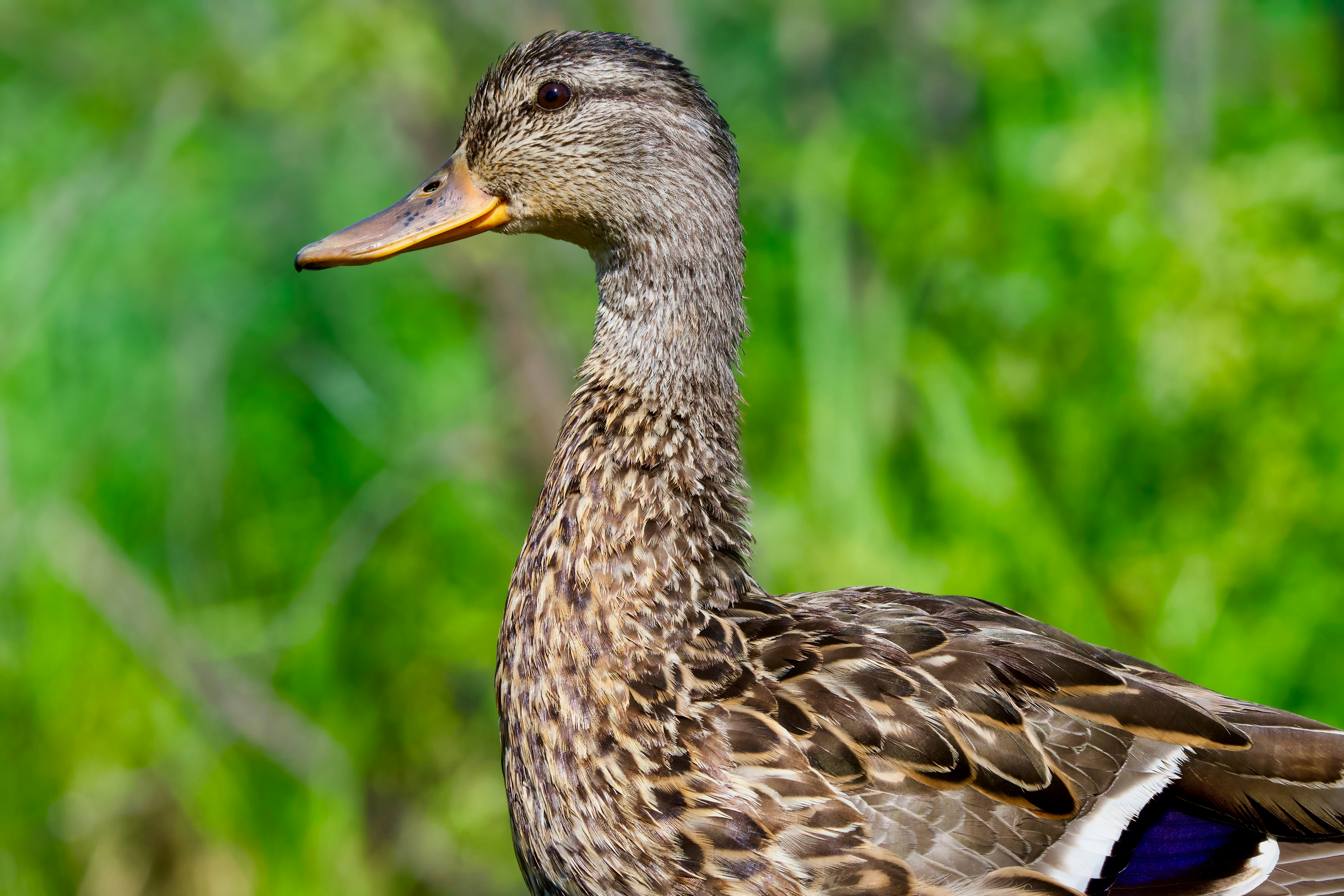 Near-Mirroring Gaze: A Mallard in Focus Against a Verdant Backdrop