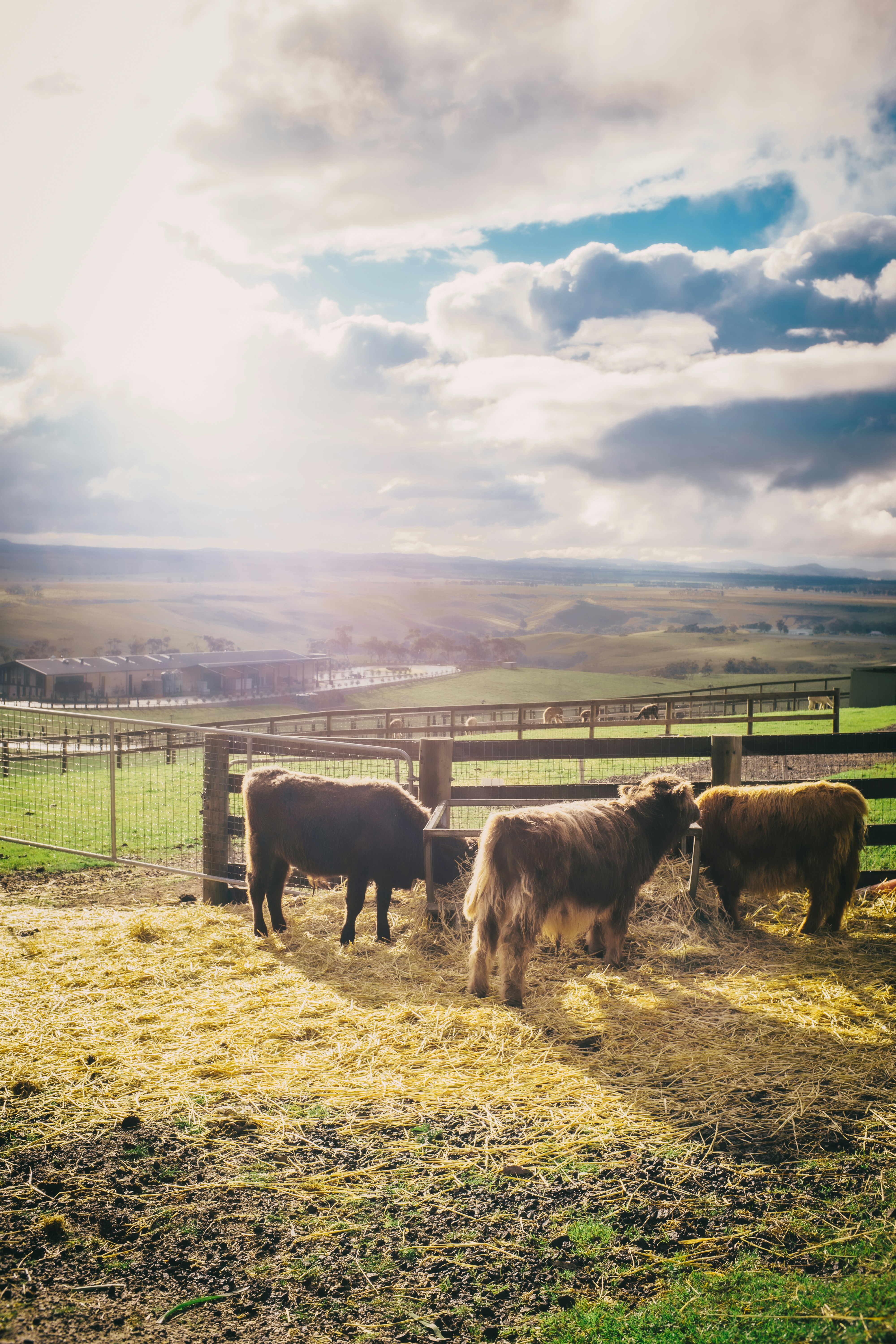 Sunlit Cattle at Dusk over Rolling Pastures