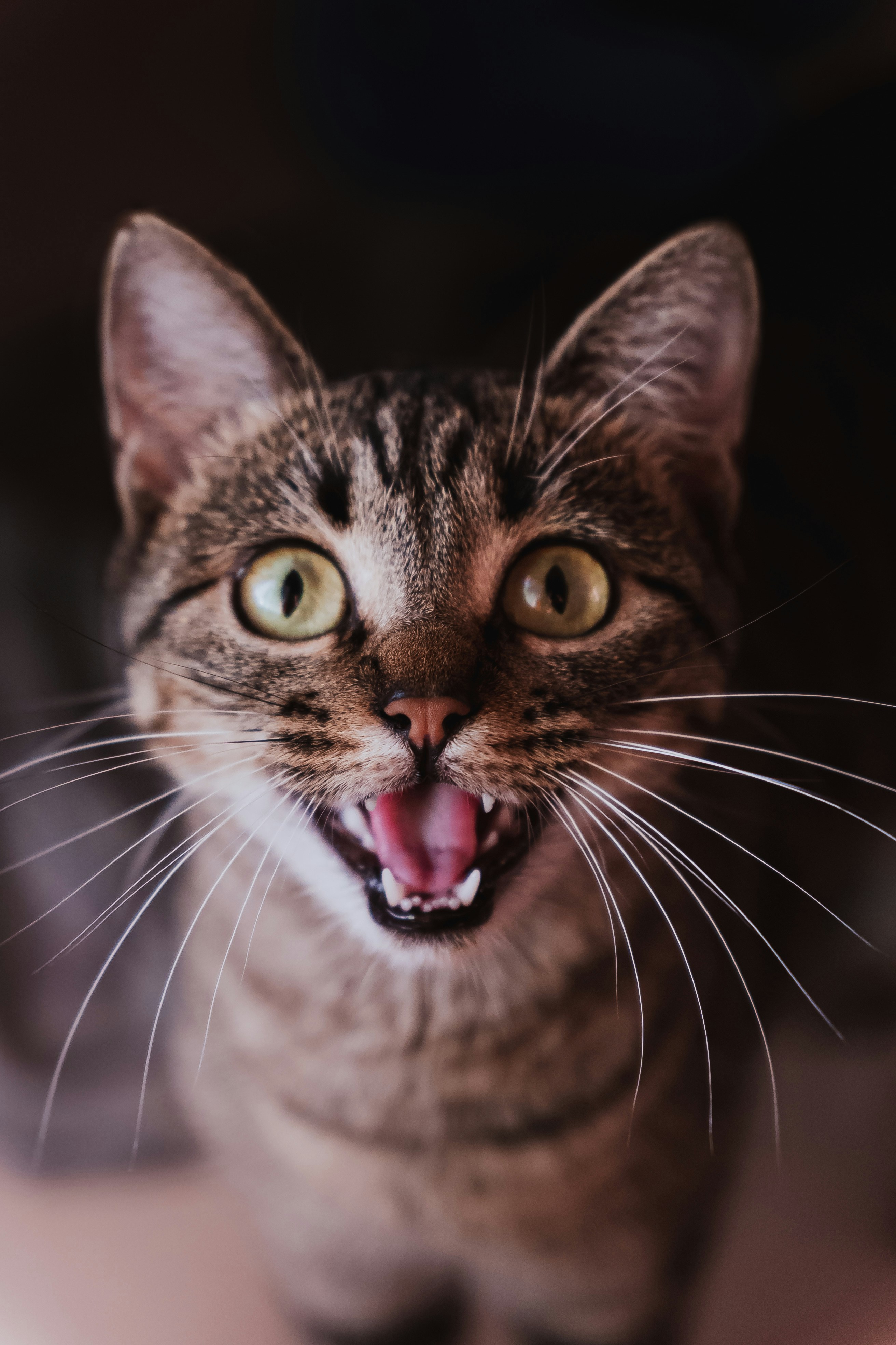 Curious Meow: Cat's Expressive Snarl Captured Up Close