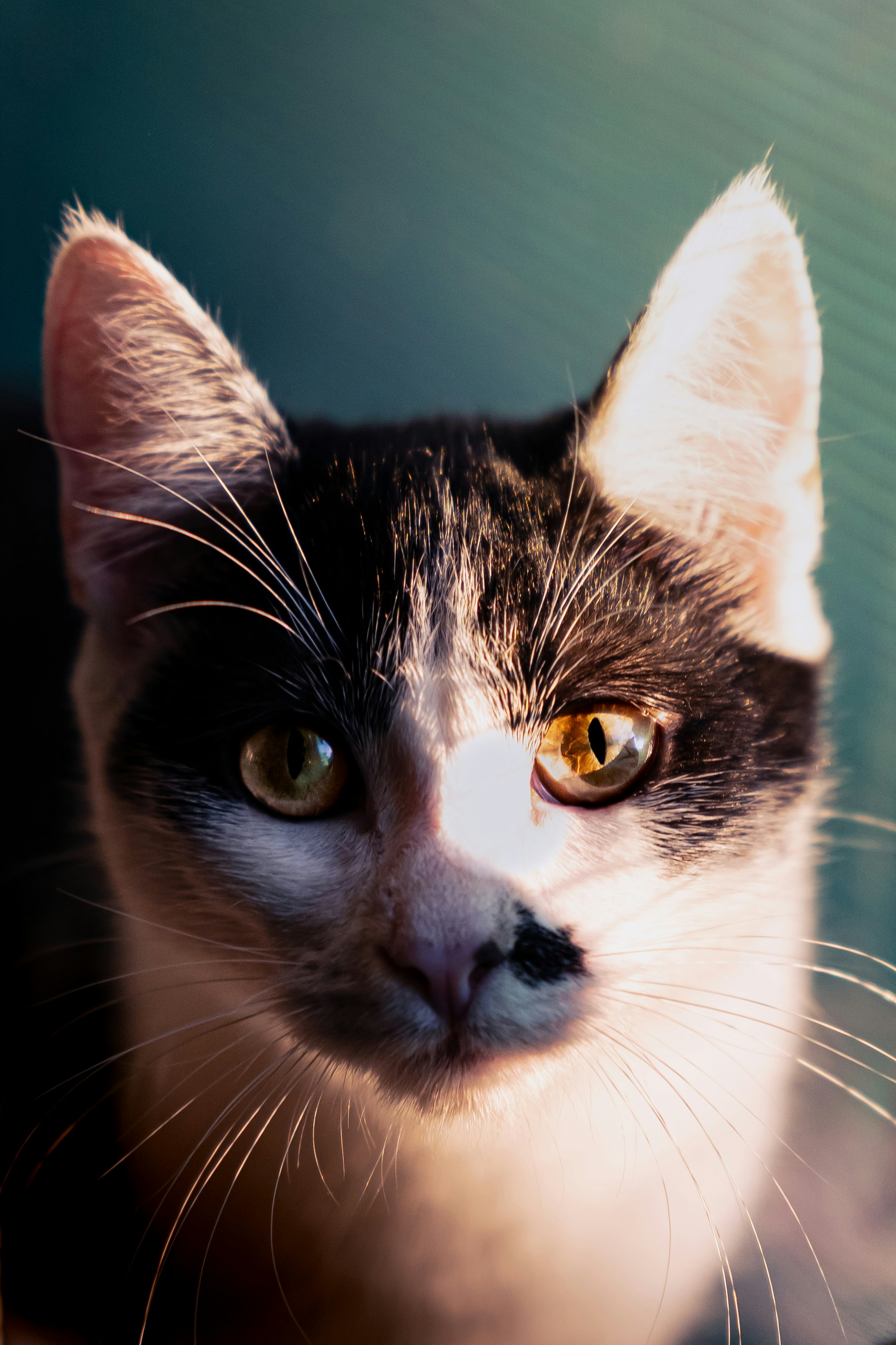 Amber-Gaze: A Half-Shadowed Portrait of a Curious Cat