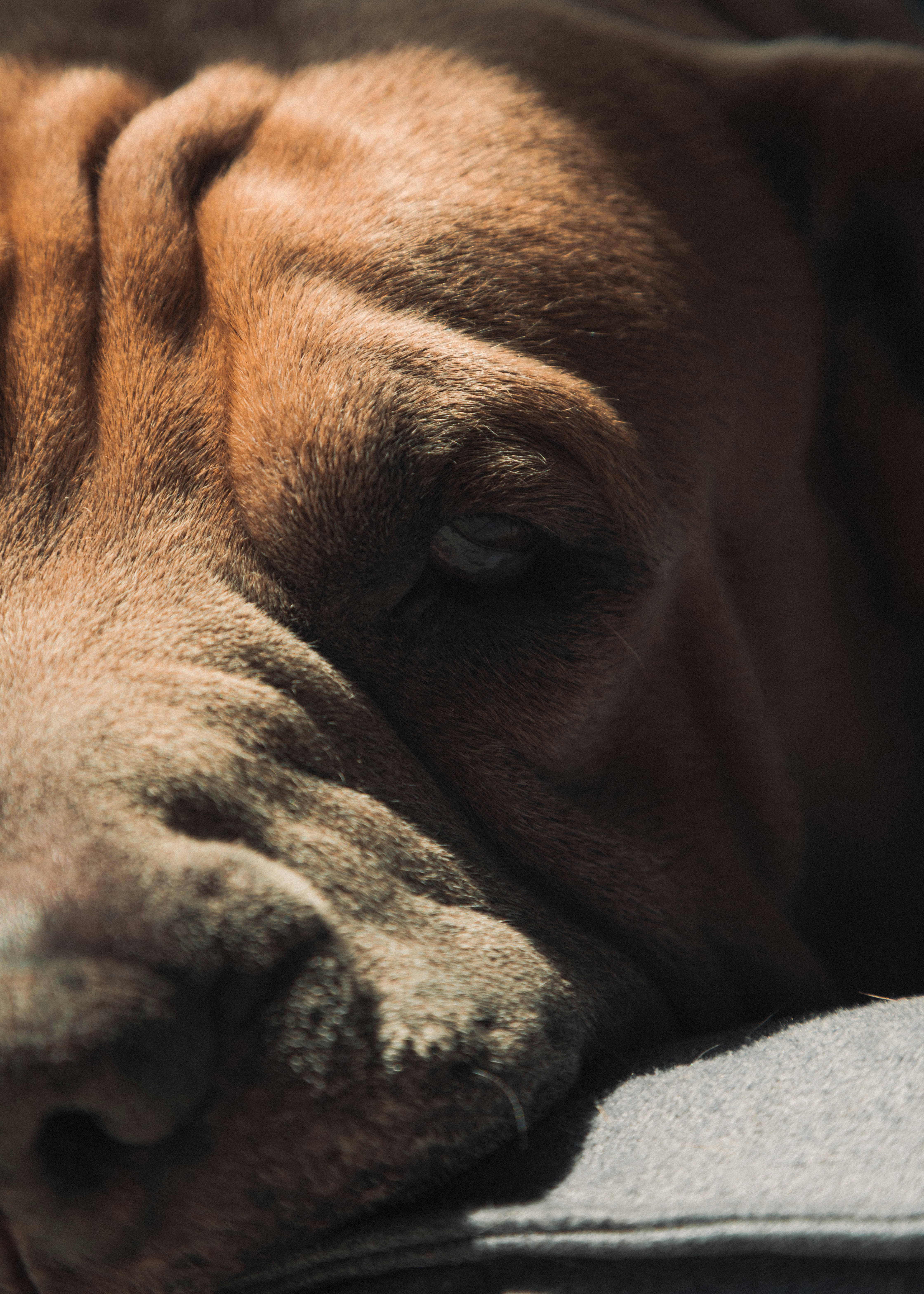 Close-Up of a Calm Bulldog Cheek and Eye in Soft Sunlight