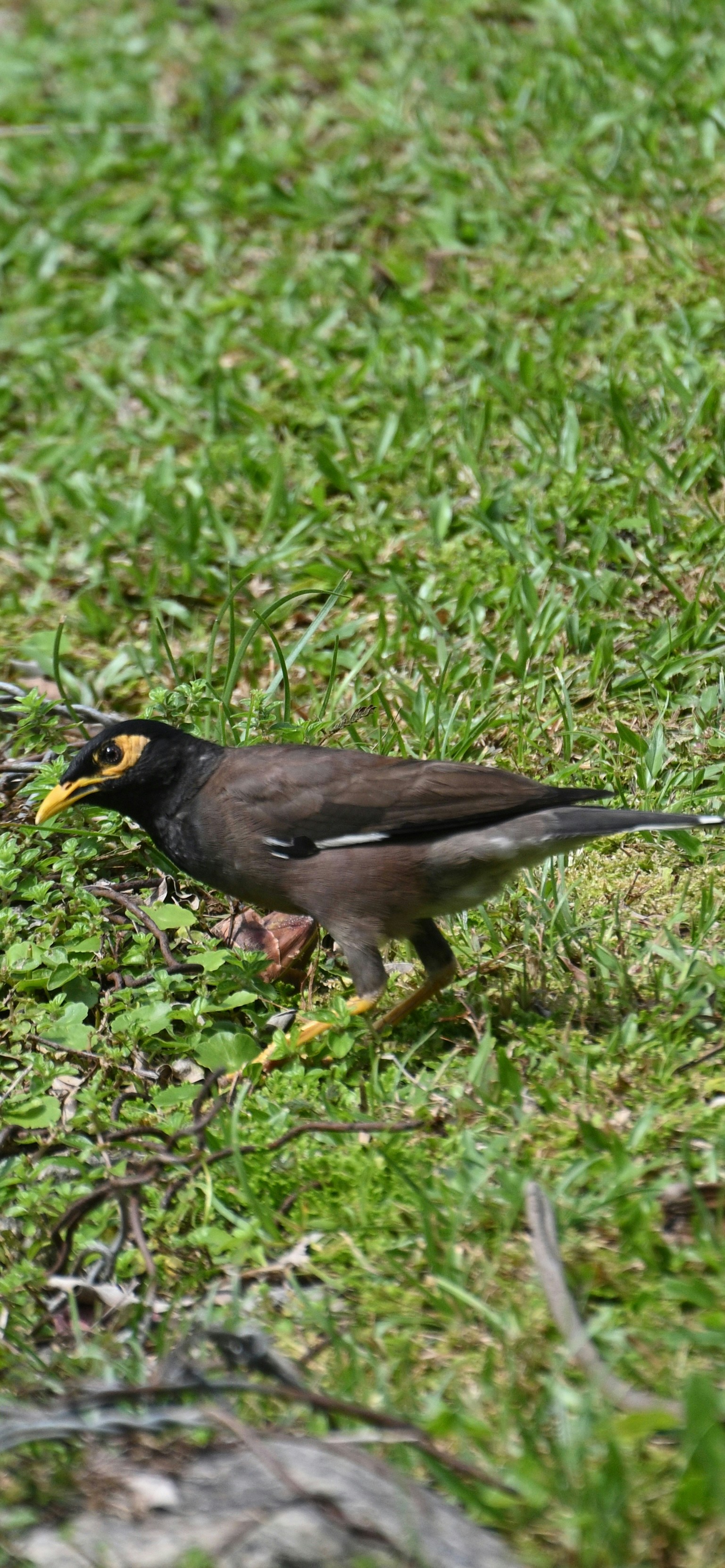 Yellow-billed Thrush Probe: Ground-level foraging in green carpet