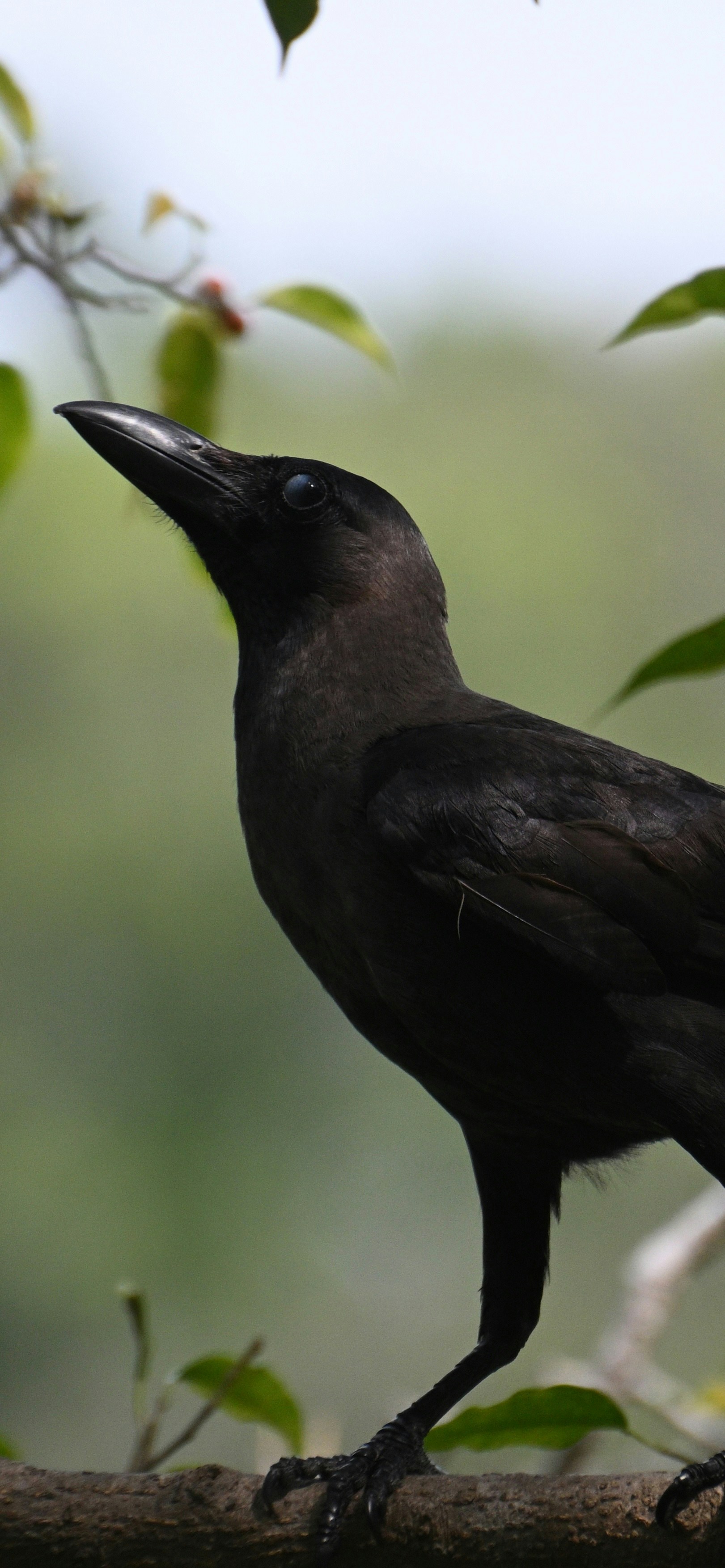 Black Crowned Scout: A Raven on a Branch