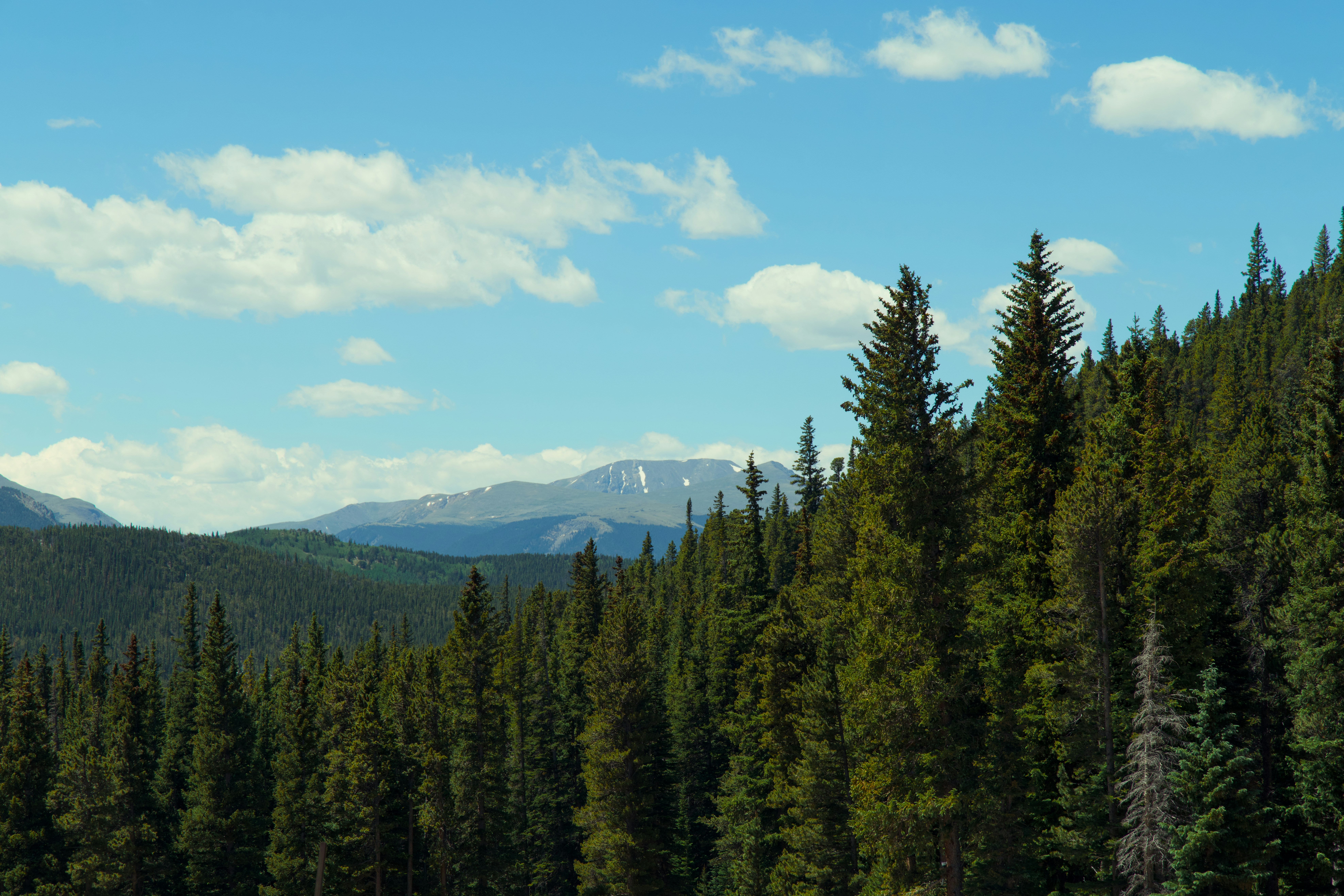 Dense pine forest meets distant snowy peaks beneath a blue sky with scattered clouds; a landscape scene emphasizing depth and horizon.
