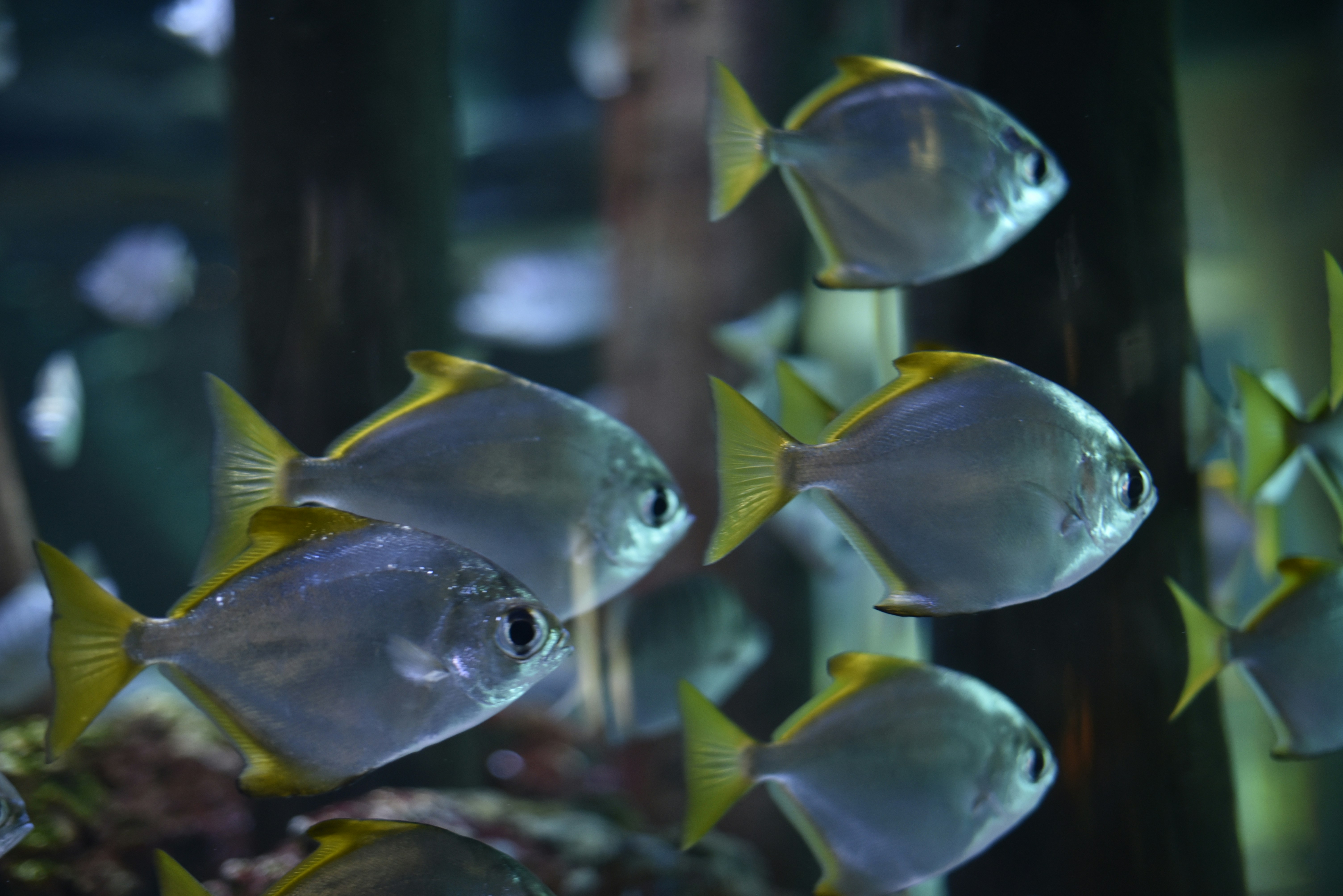 School of Silver and Gold: Angelfish in a Dim Aquarium