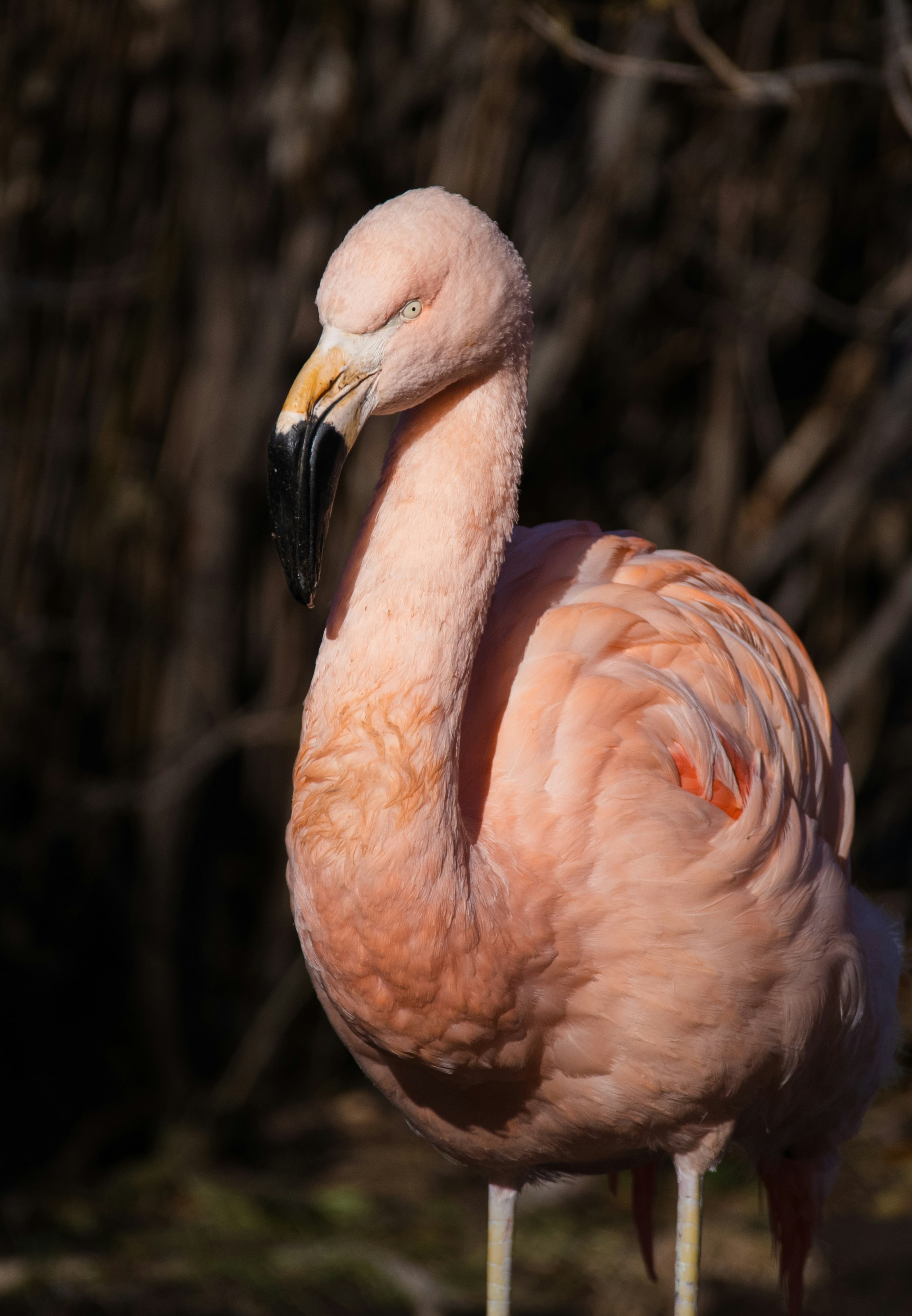 Soft Rose Flamingo in Dappled Light