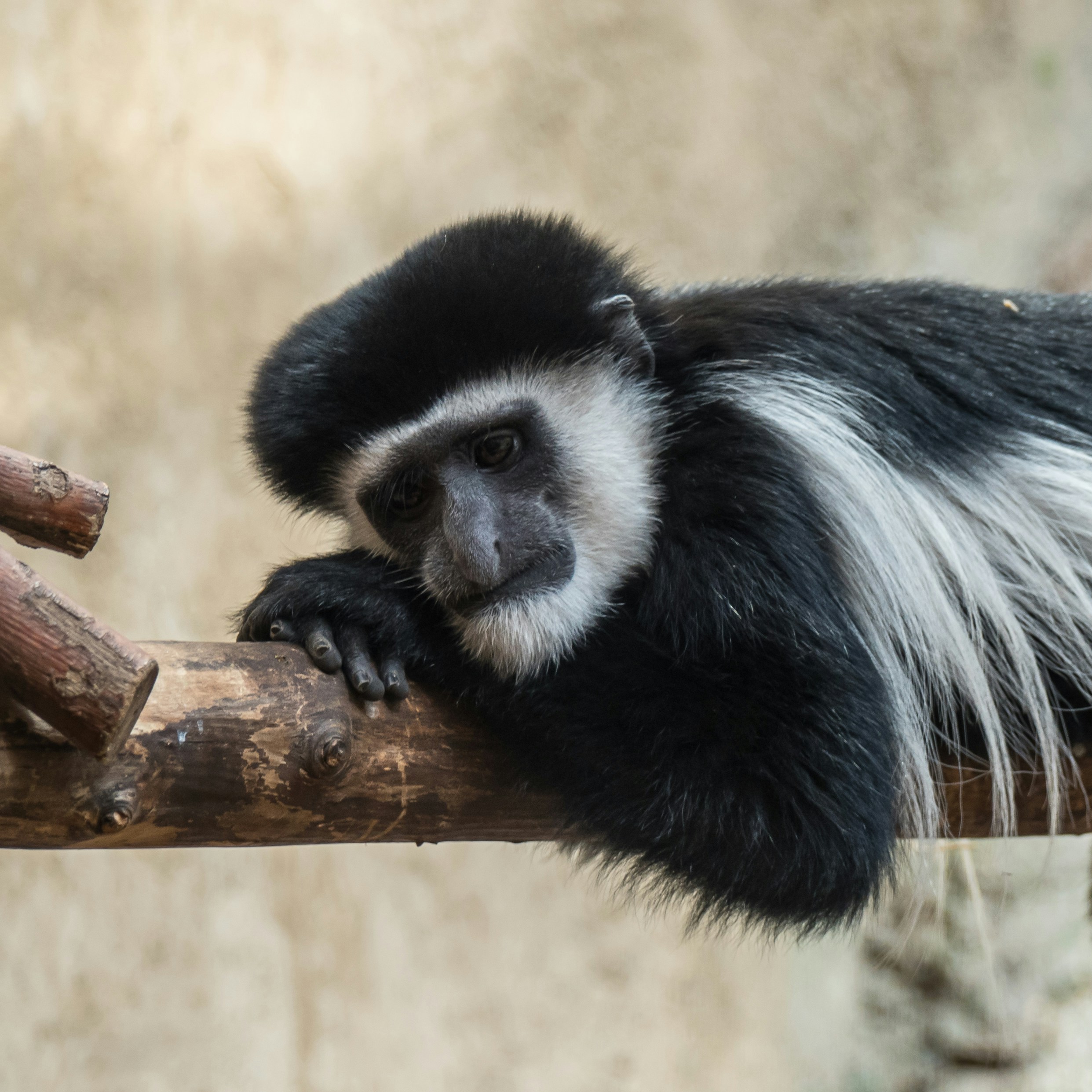 Black-and-White Colobus Reclining on a Wooden Branch