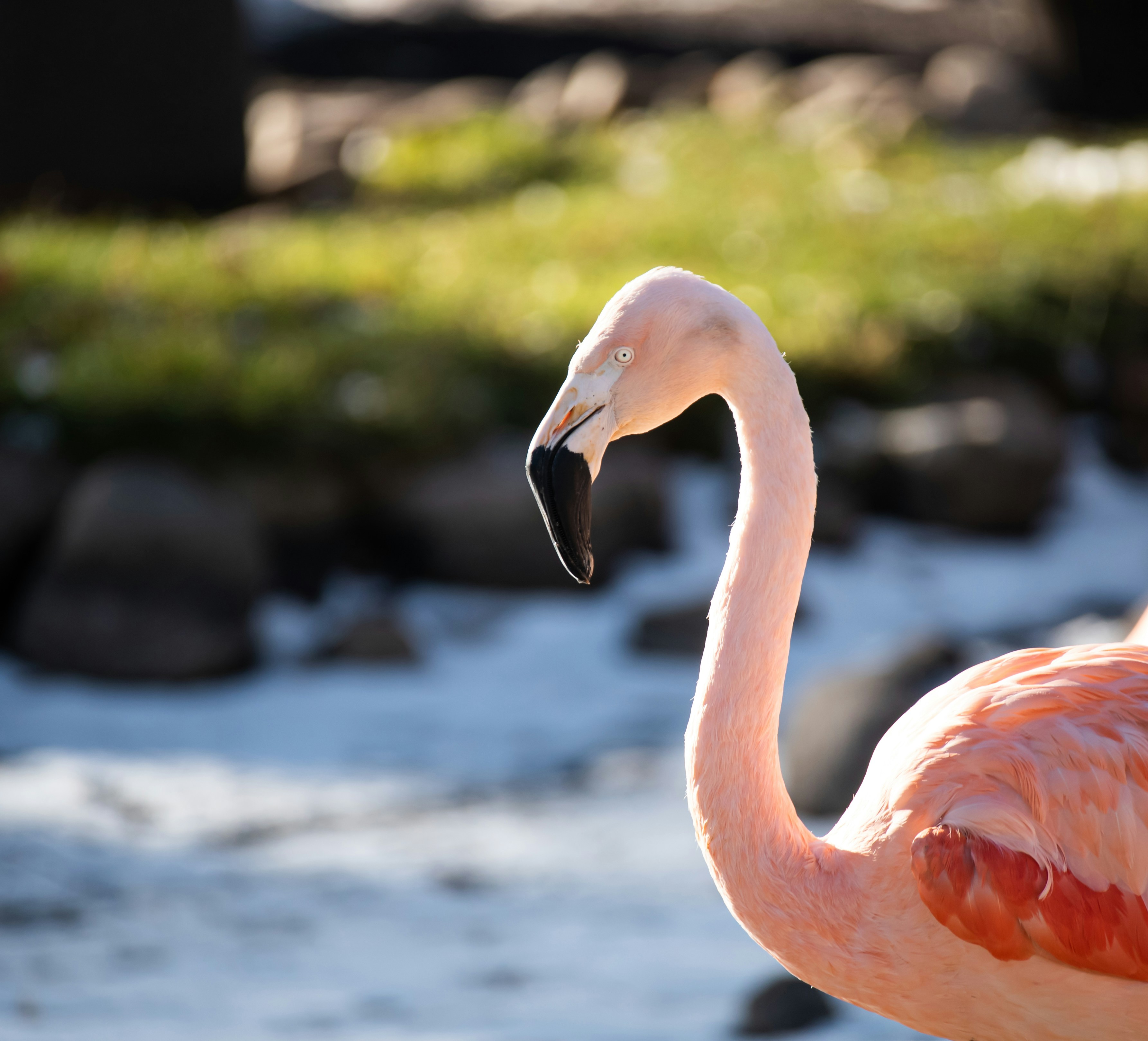 Curved Grace: A Flamingo Framed Against a Shaded Shoreline