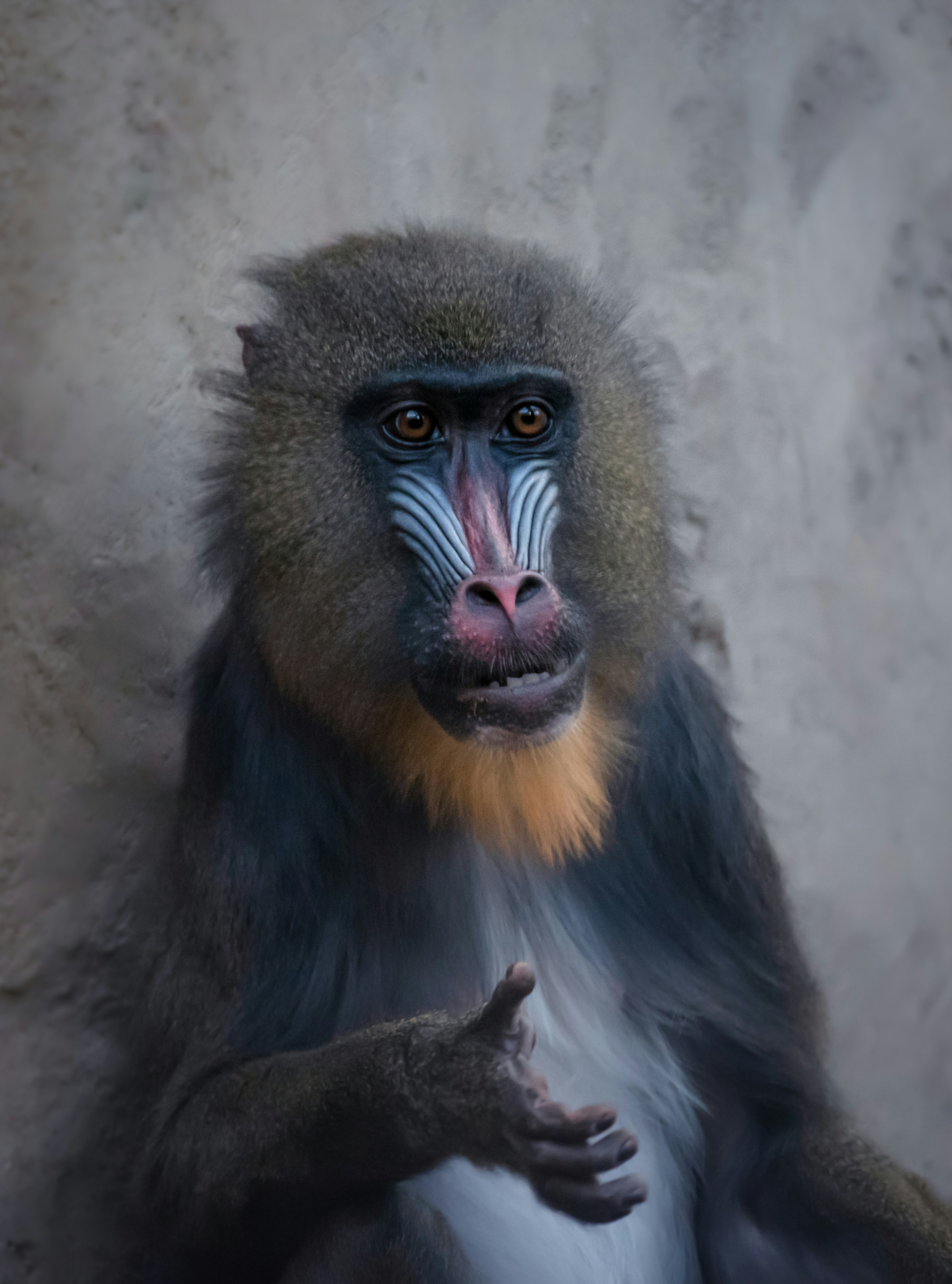 Mandrill Portrait: Quiet Gaze at the Concrete Wall