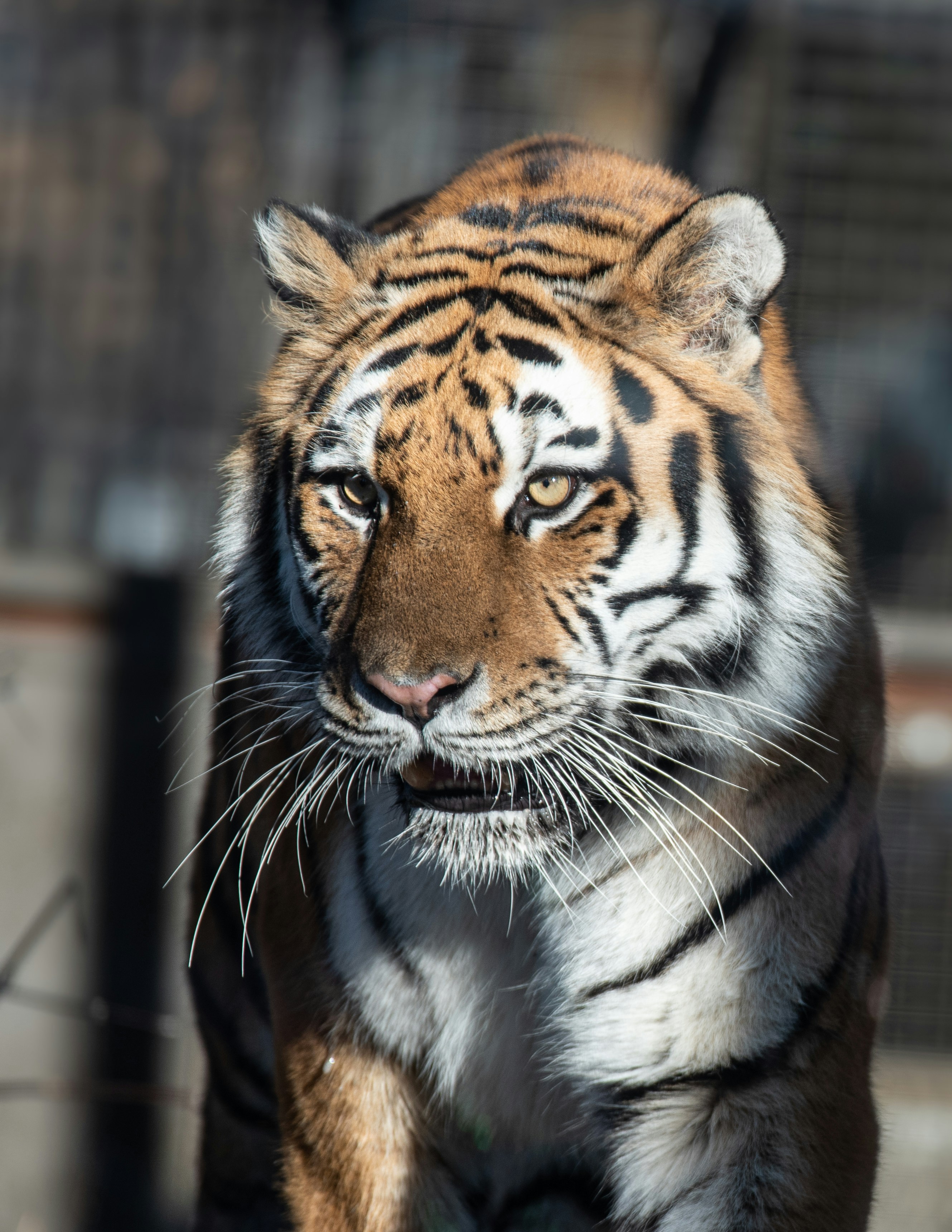 Amber Gaze: A Tiger’s Focus Amid Shaded Enclosures