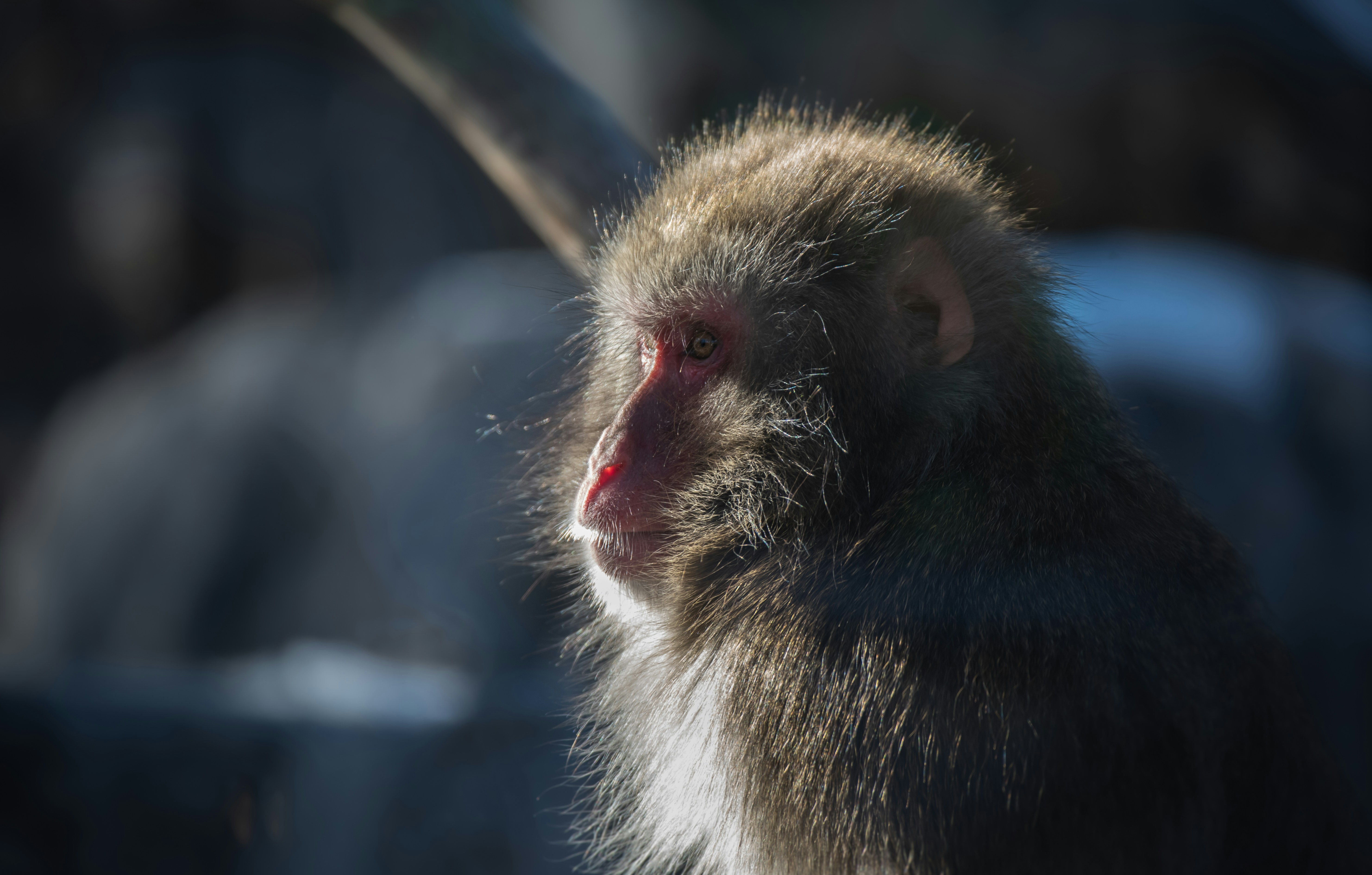 Face of the Vesper Monkey in Enigmatic Backlight