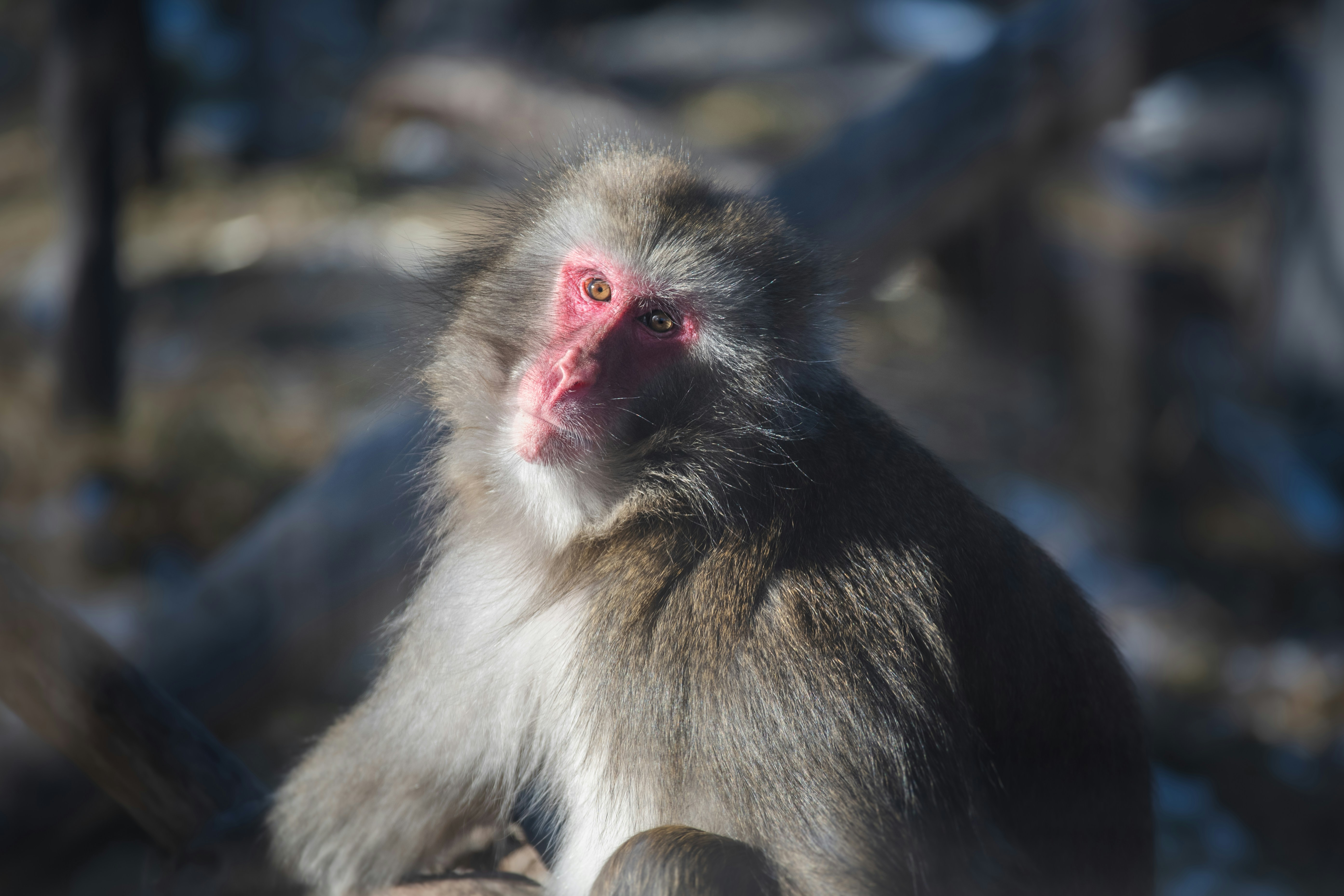 Red-faced Monkey in Soft Backlight, Portrait of Curiosity