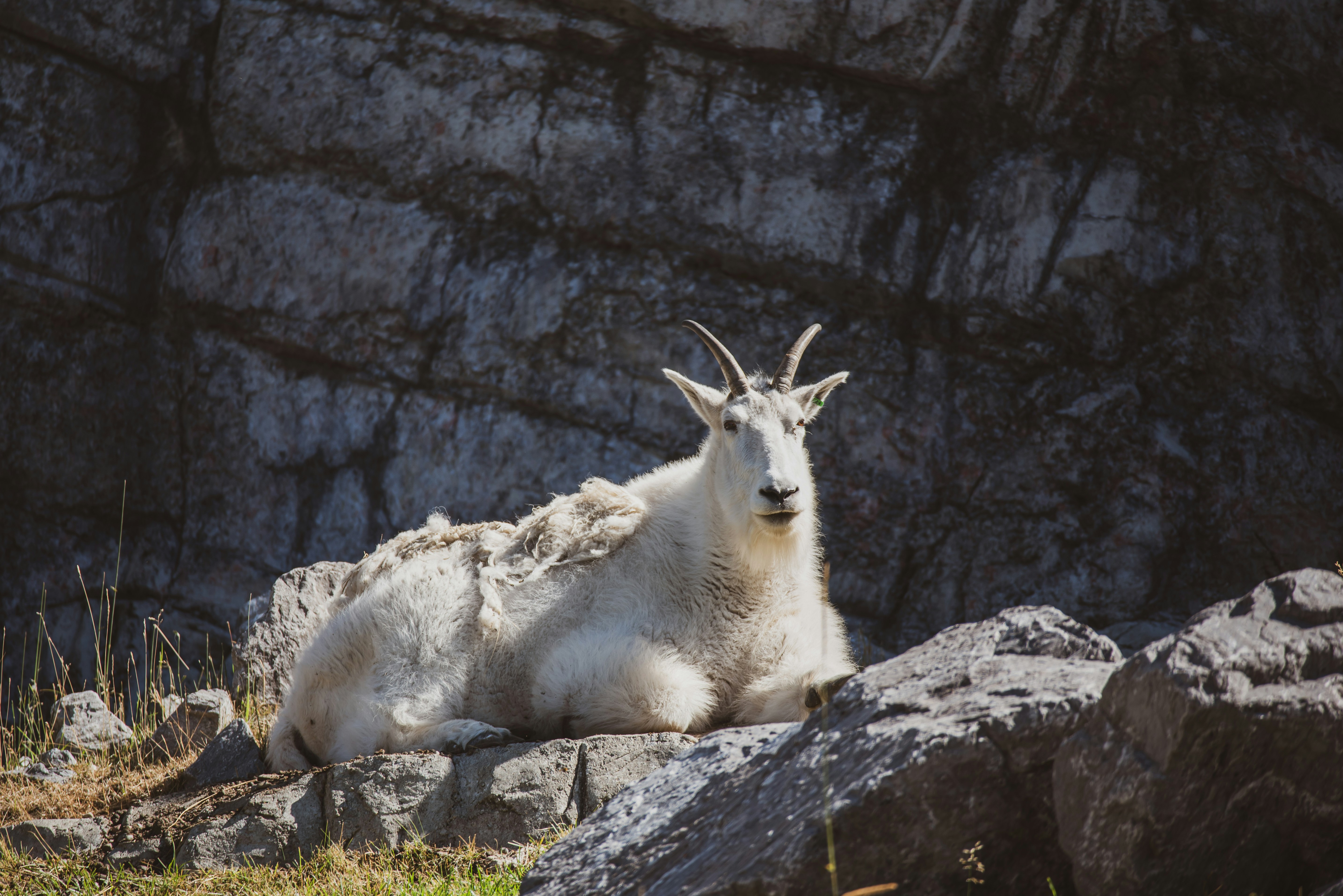 Stone throne: a mountain goat surveying its rocky domain