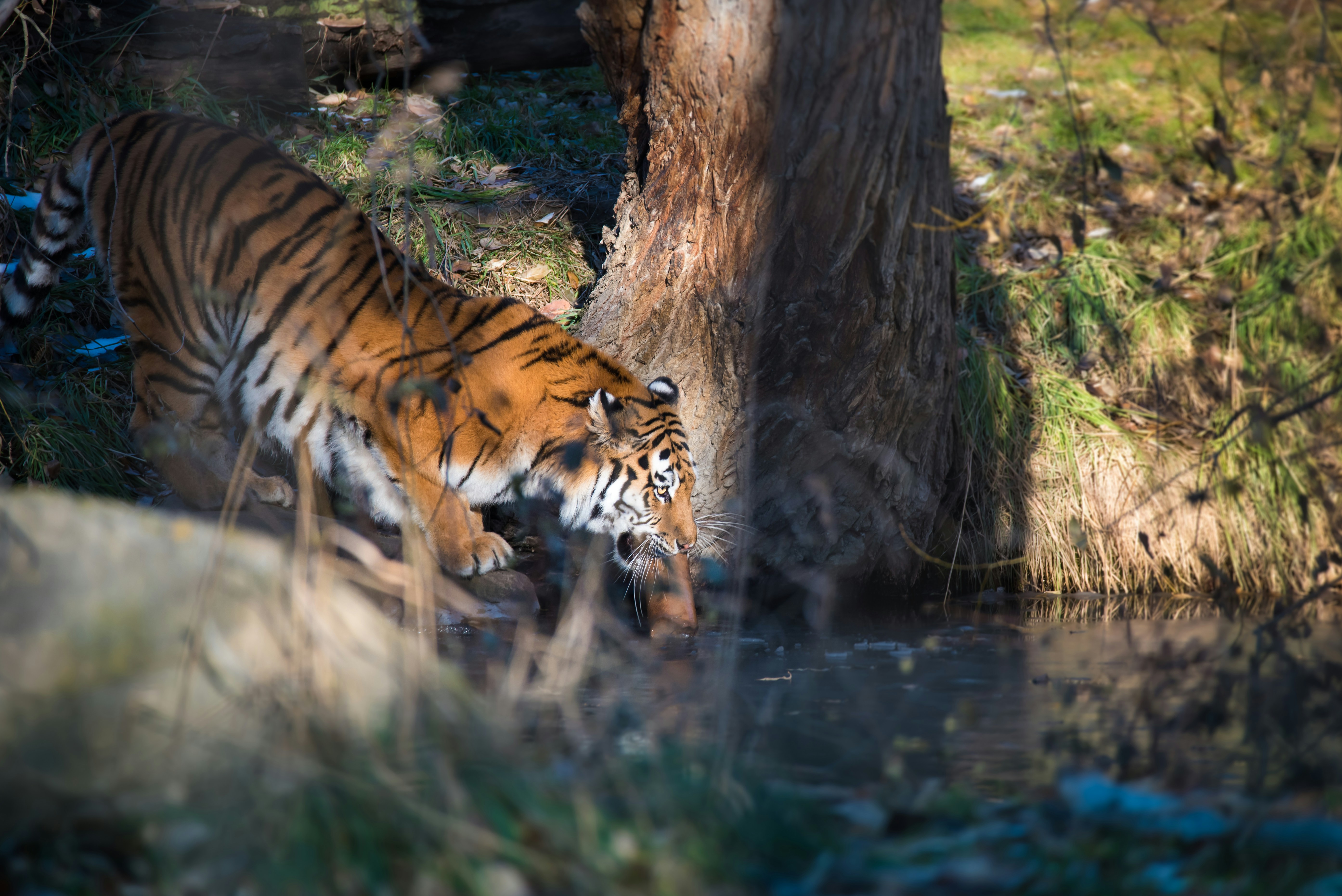 Tiger at the Waterline: A Quiet Stalk by the Forest Pool