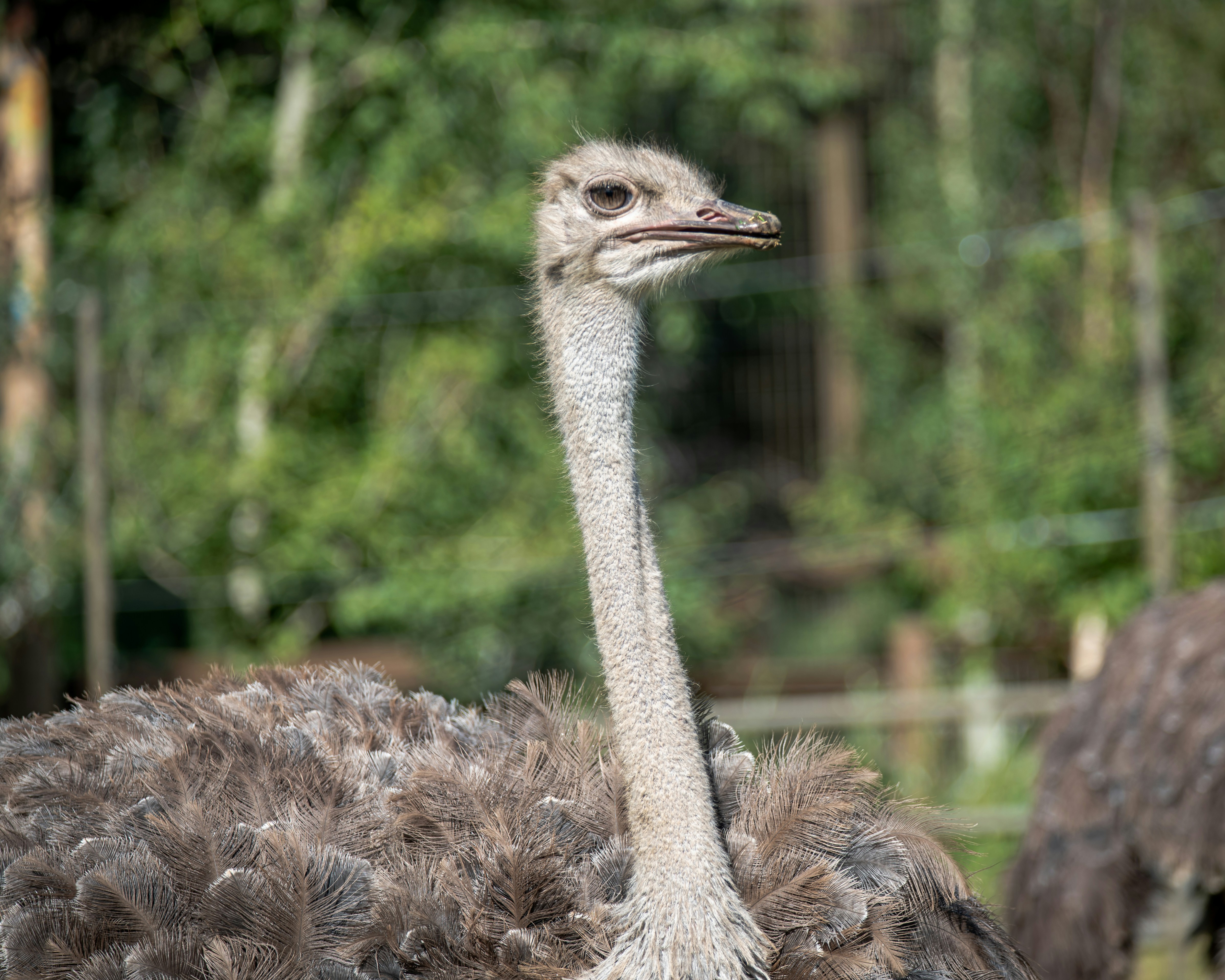 Long-Neck Sentinel: An Emu Peers Across a Green Backdrop
