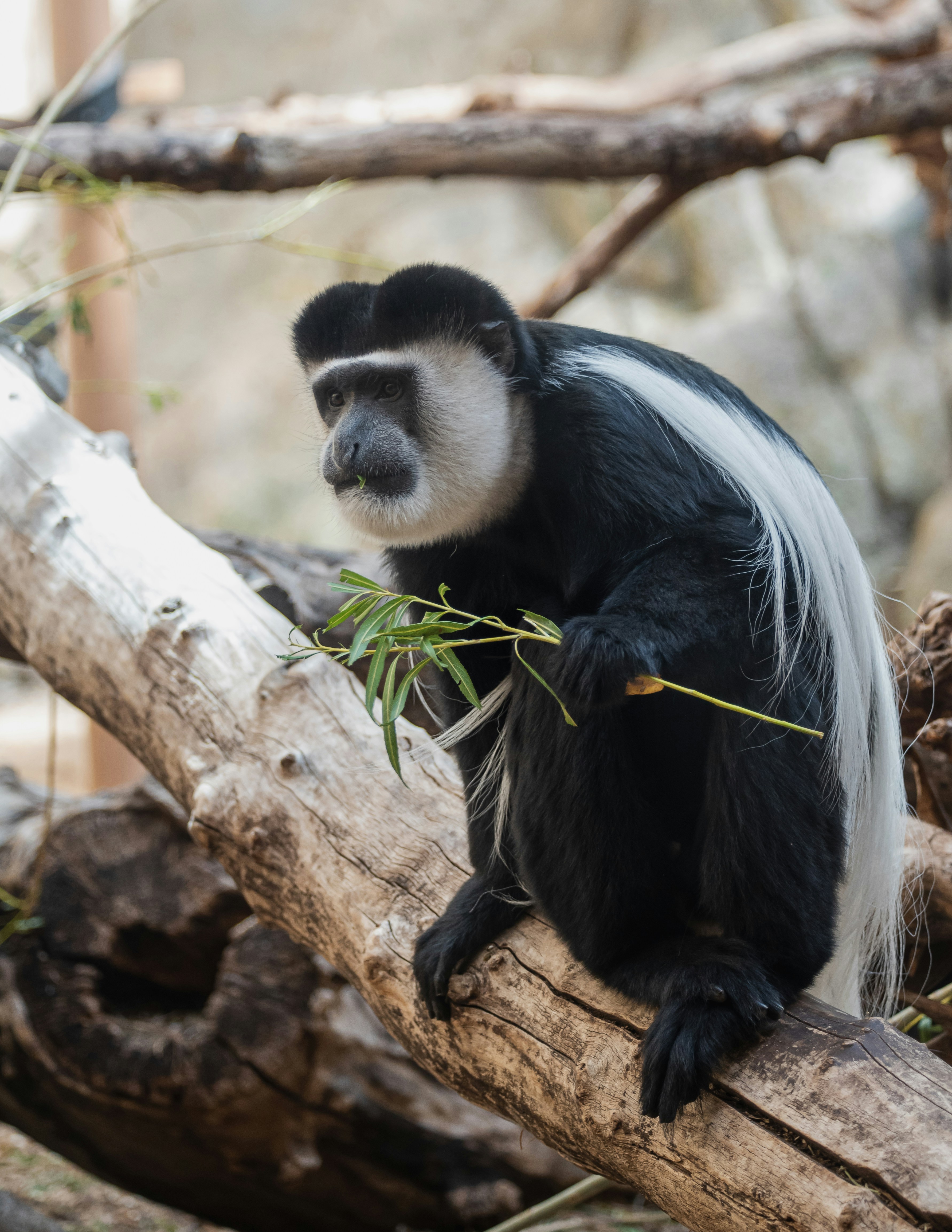 Black-and-White Colobus Resting on a Sunlit Log