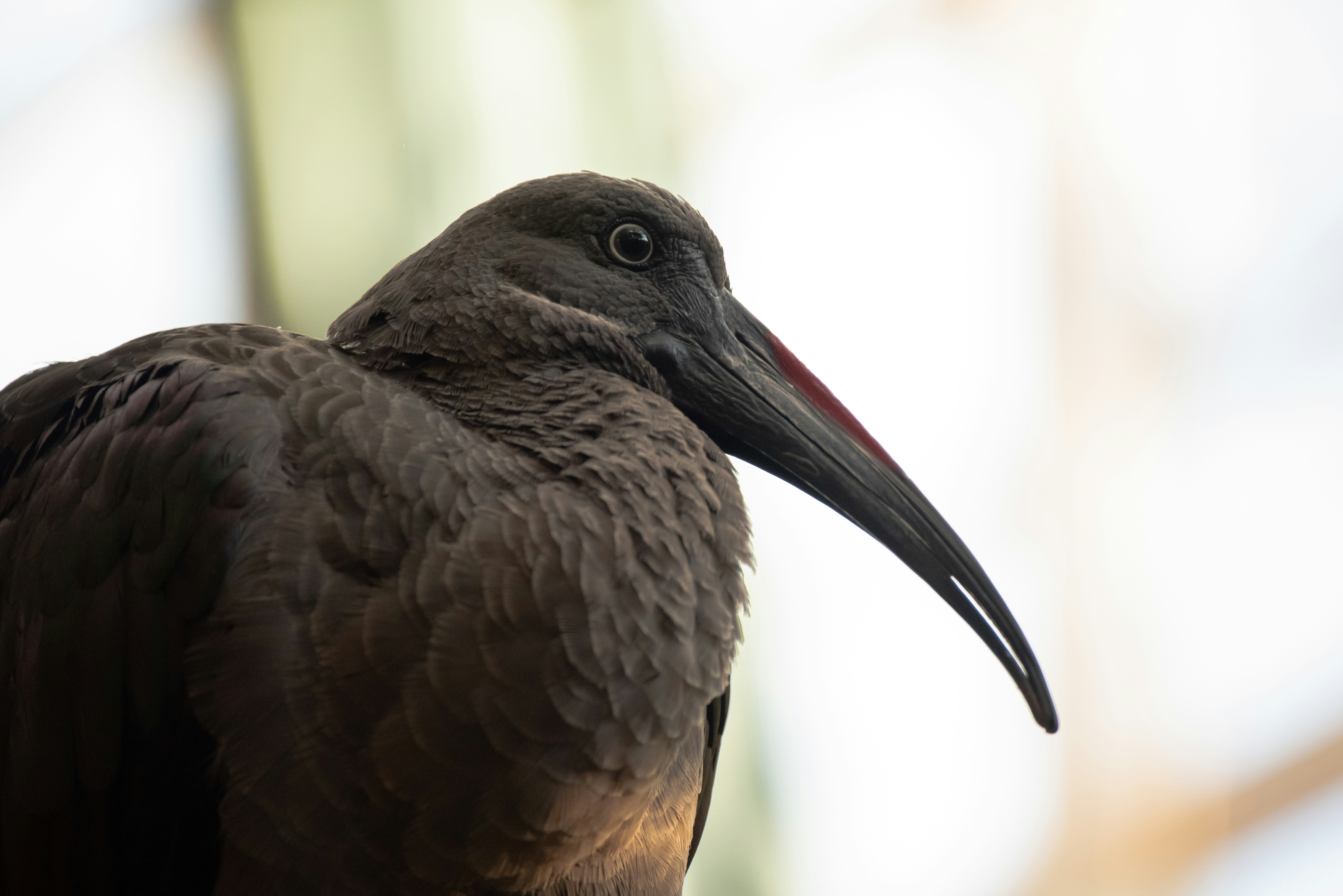 Curved Beacon: Close-Up of a Brown-Gray Ibis with a Long Black Bill