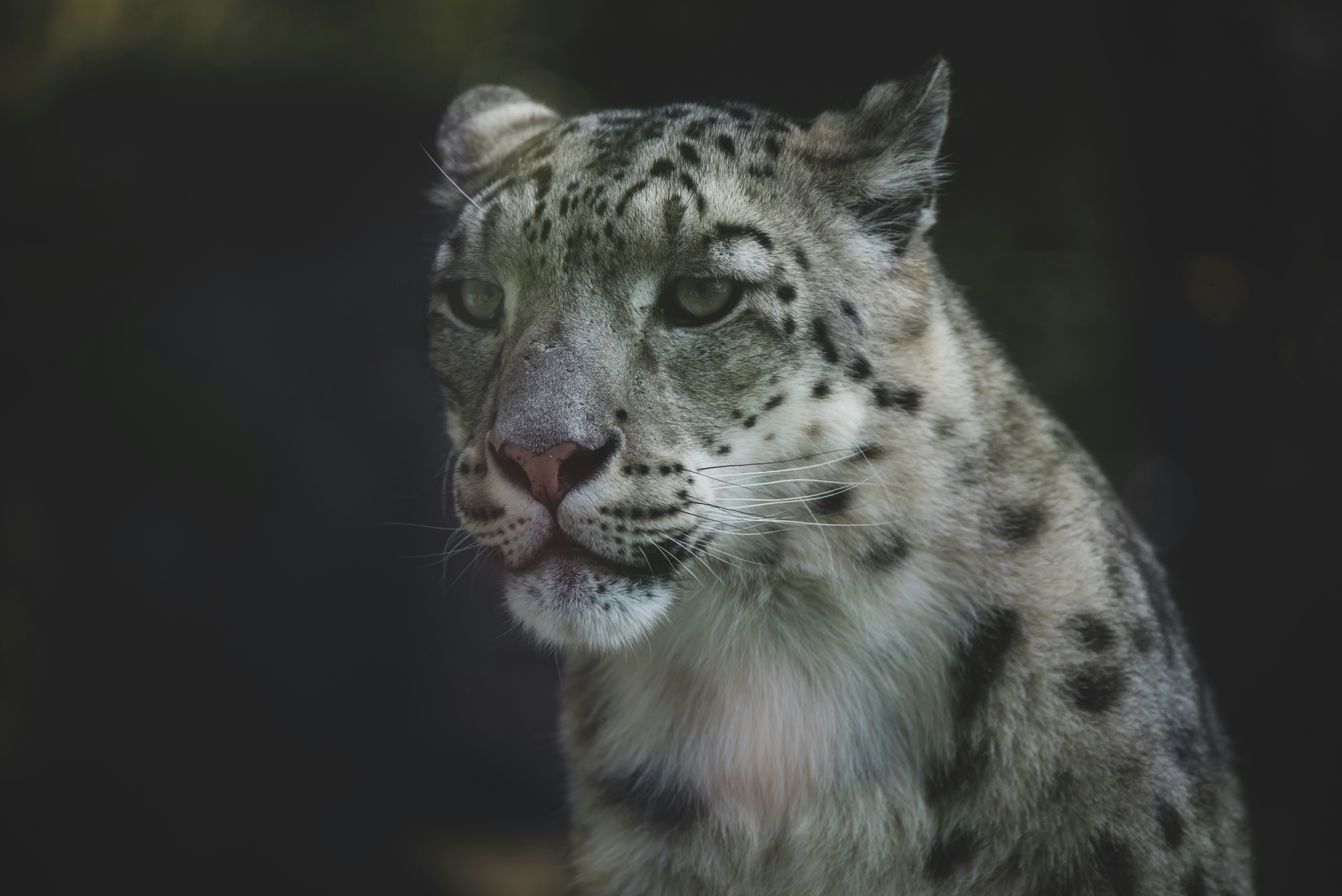 Majestic Confidence: A Leopardess Confronts the Shadows