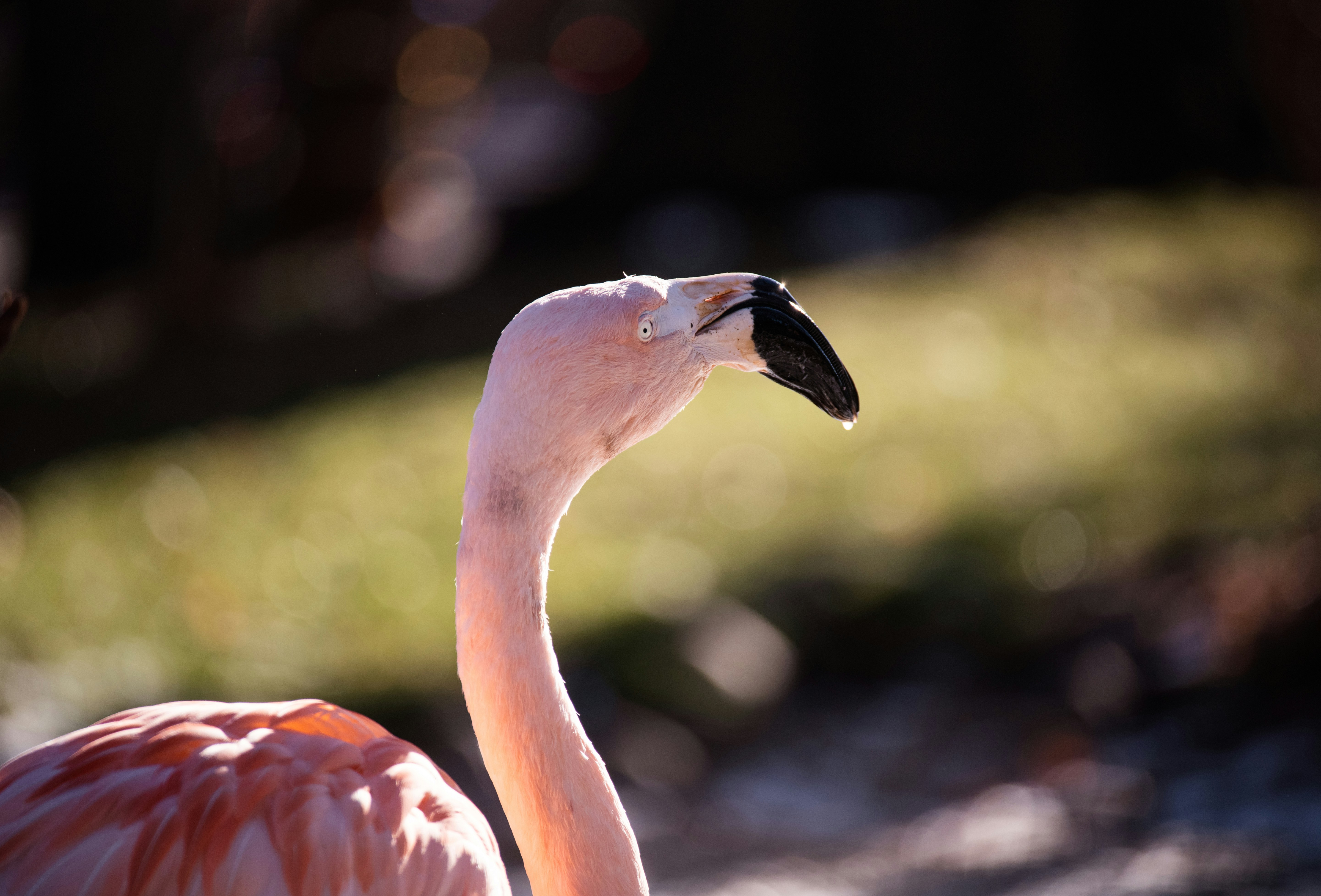 Pink Reverie: A Flamingo's Curved Gaze