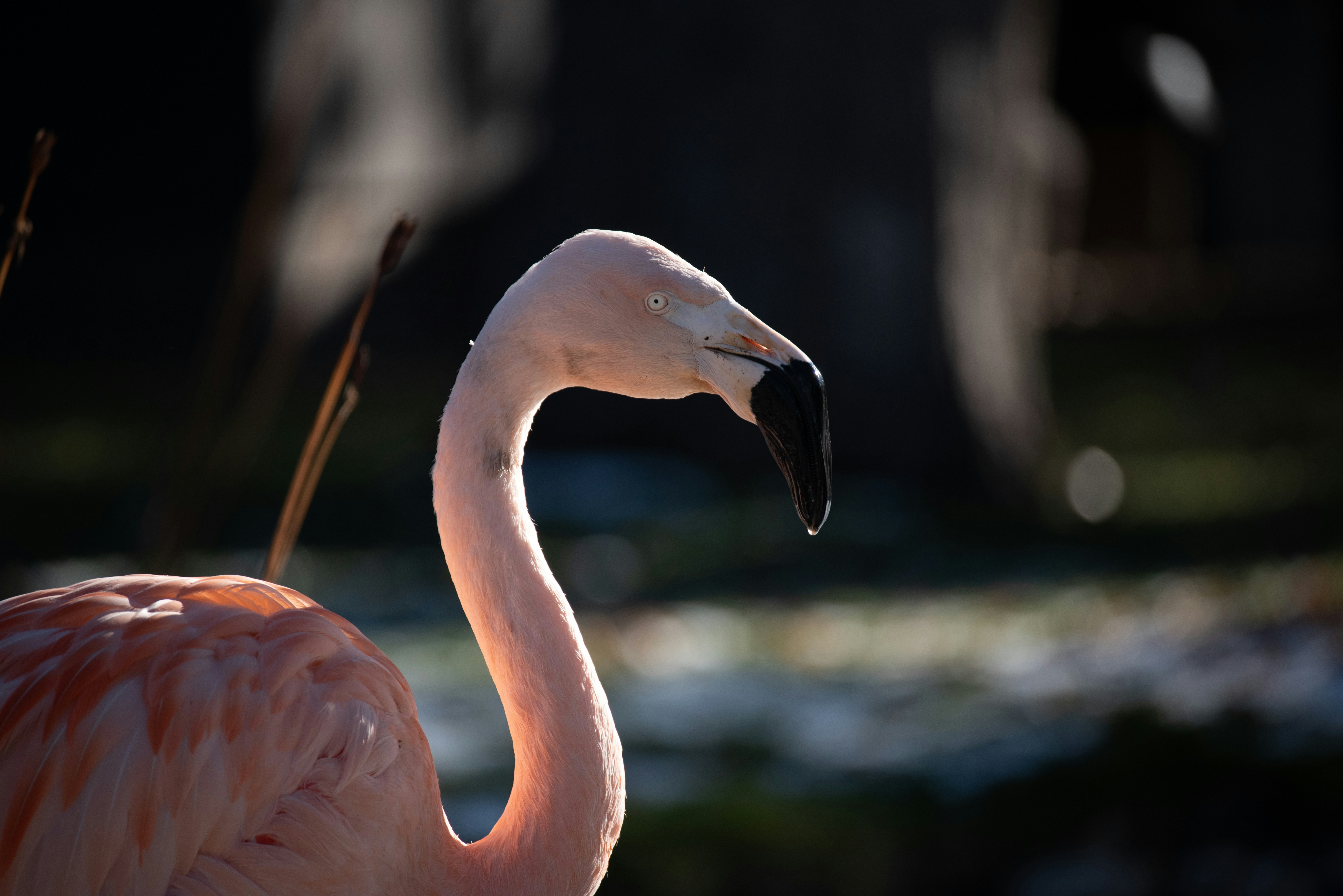 Pink Flamingo in Soft Backlight: A Quiet Portrait of Grace