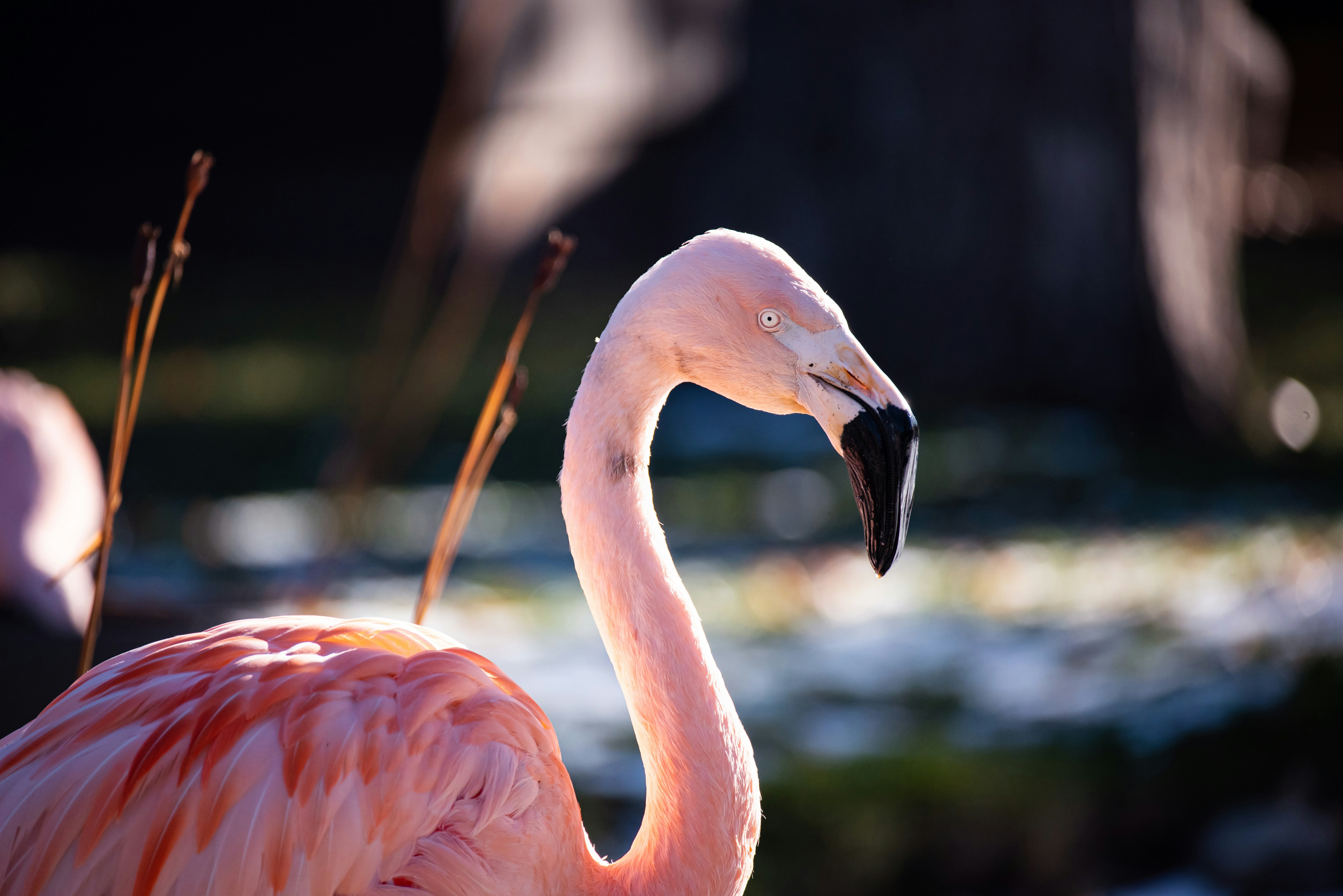 Flamingo in a Quiet Spotlight