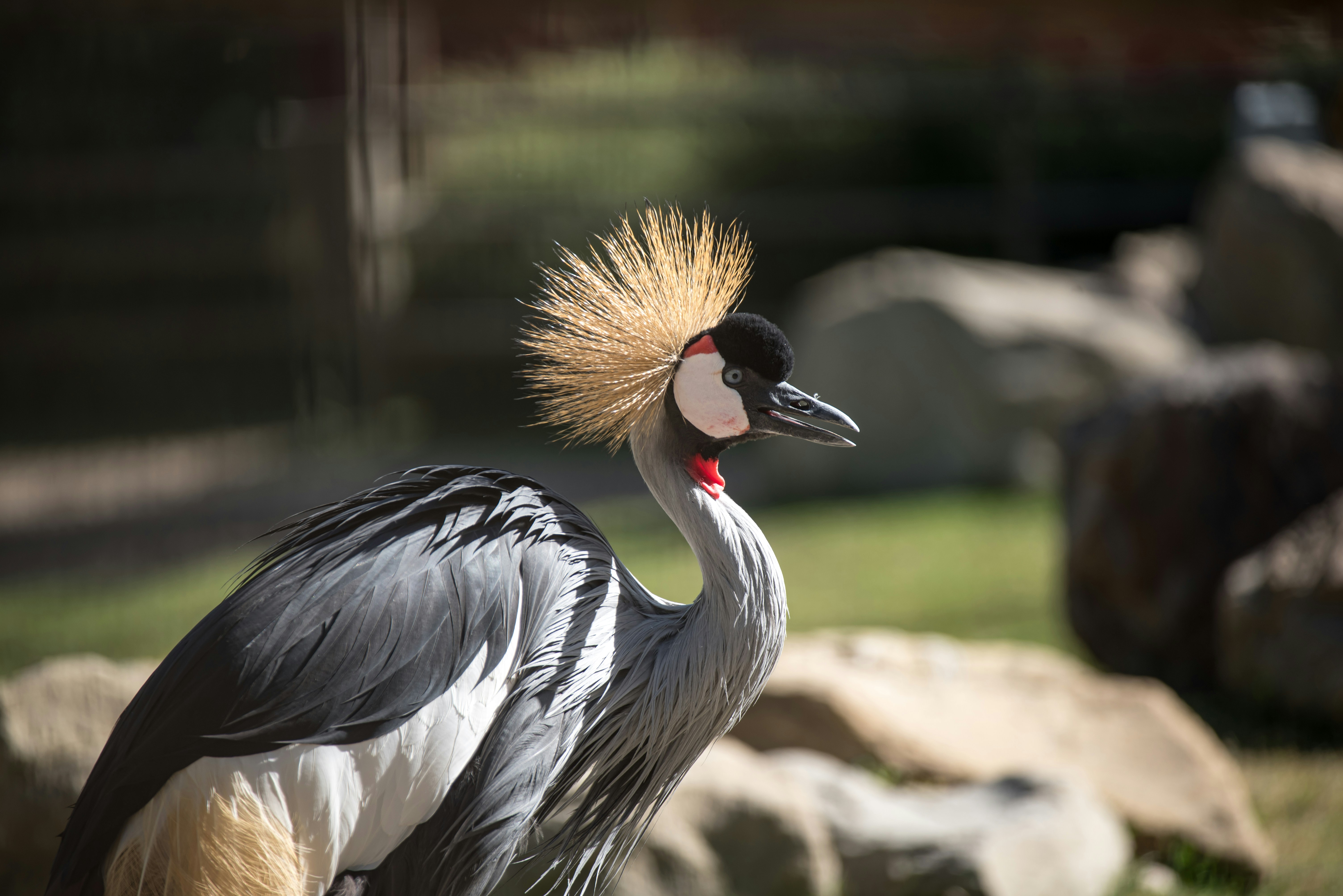 Crowned Crane in a sunlit enclosure, focus on regal crest and poised posture