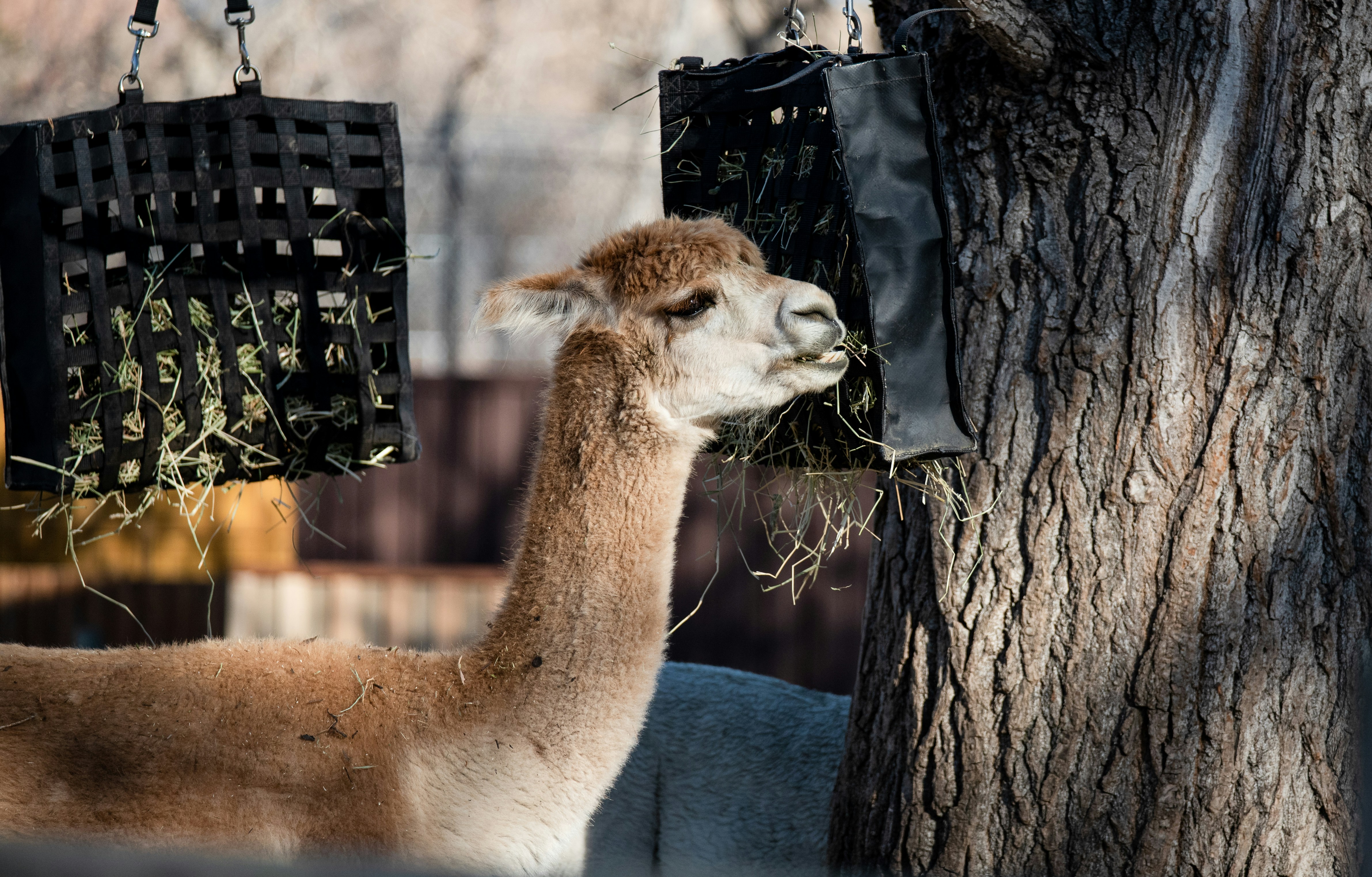 Alpine Llama at Feeder: Calm Gaze by Nature’s Block