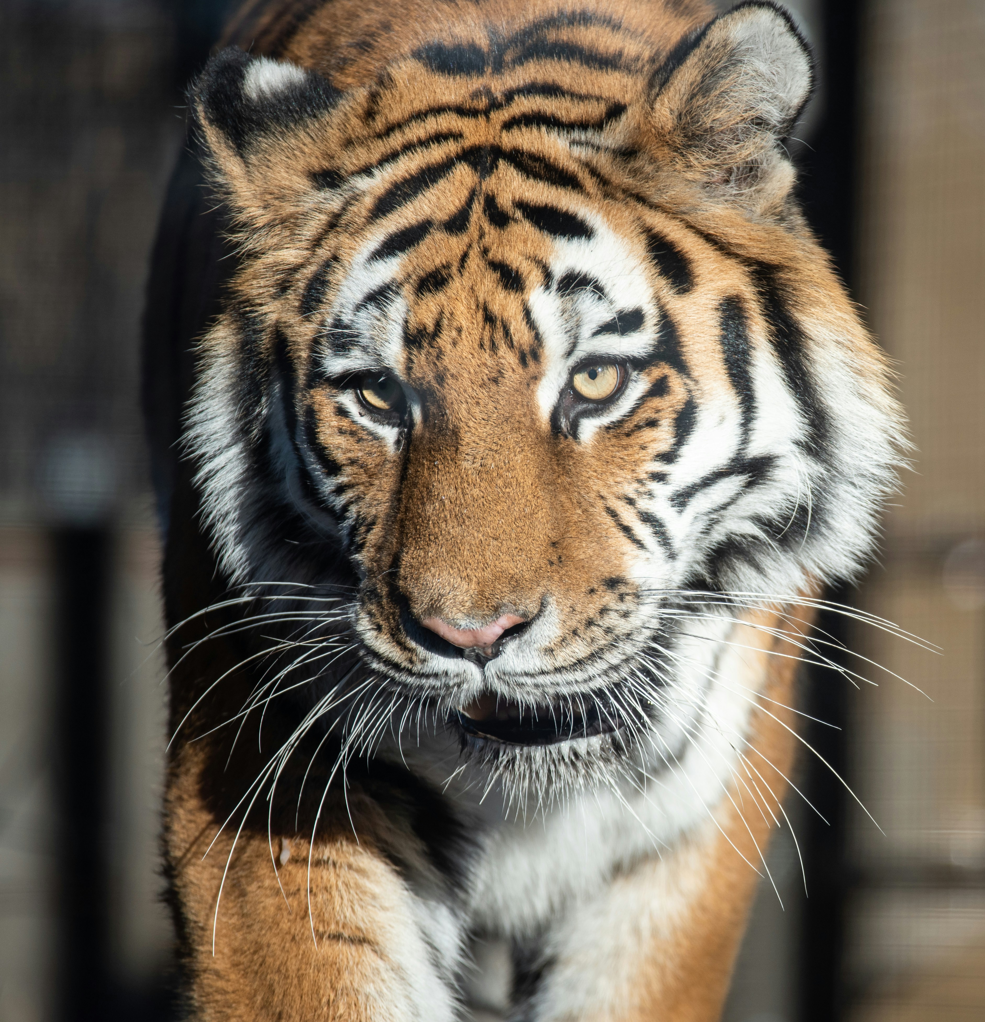 Close-Up Gaze: A Tiger's Intense Focus