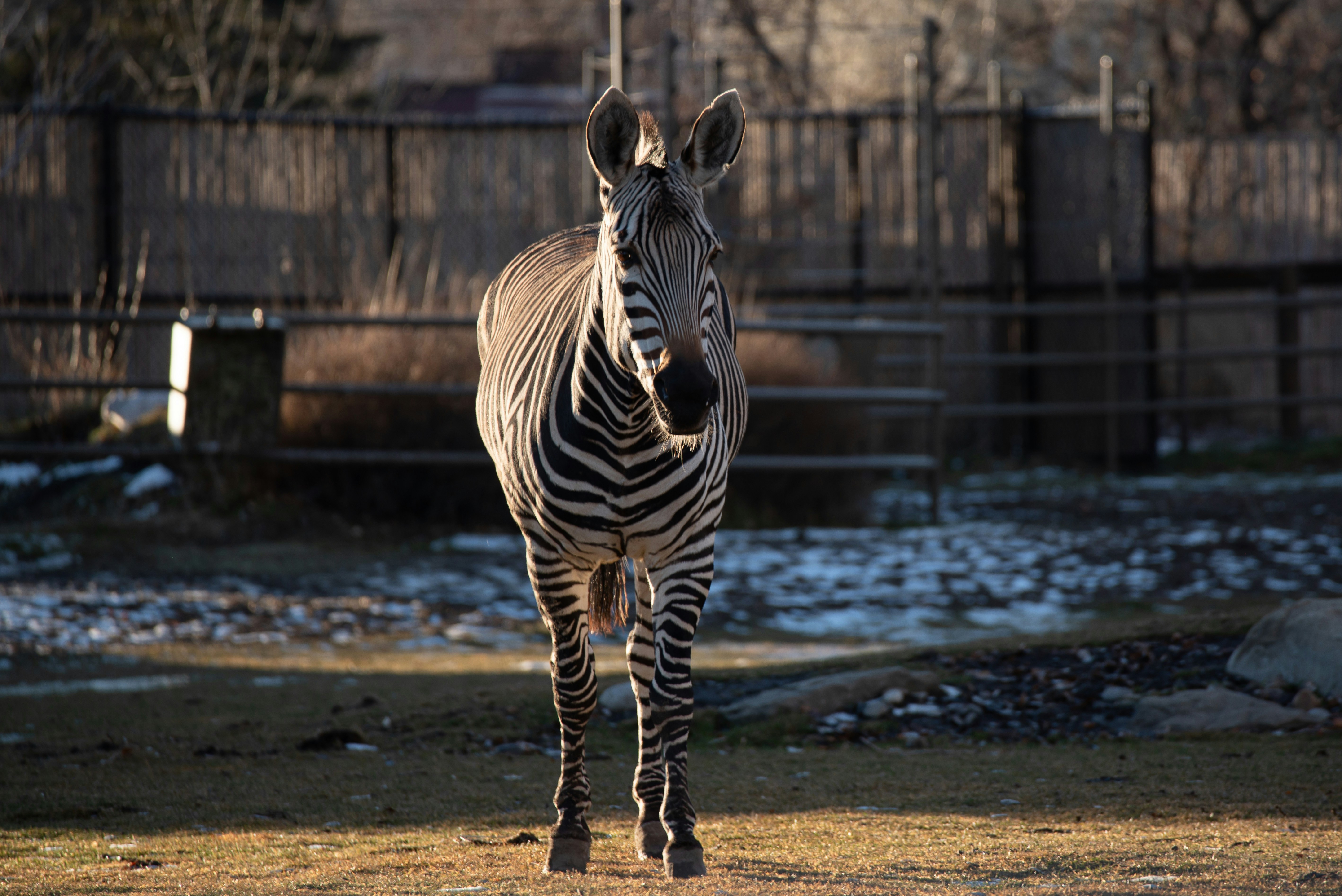 Zebra in Quiet Enclosure: Backlit Stripes and Alert Stance