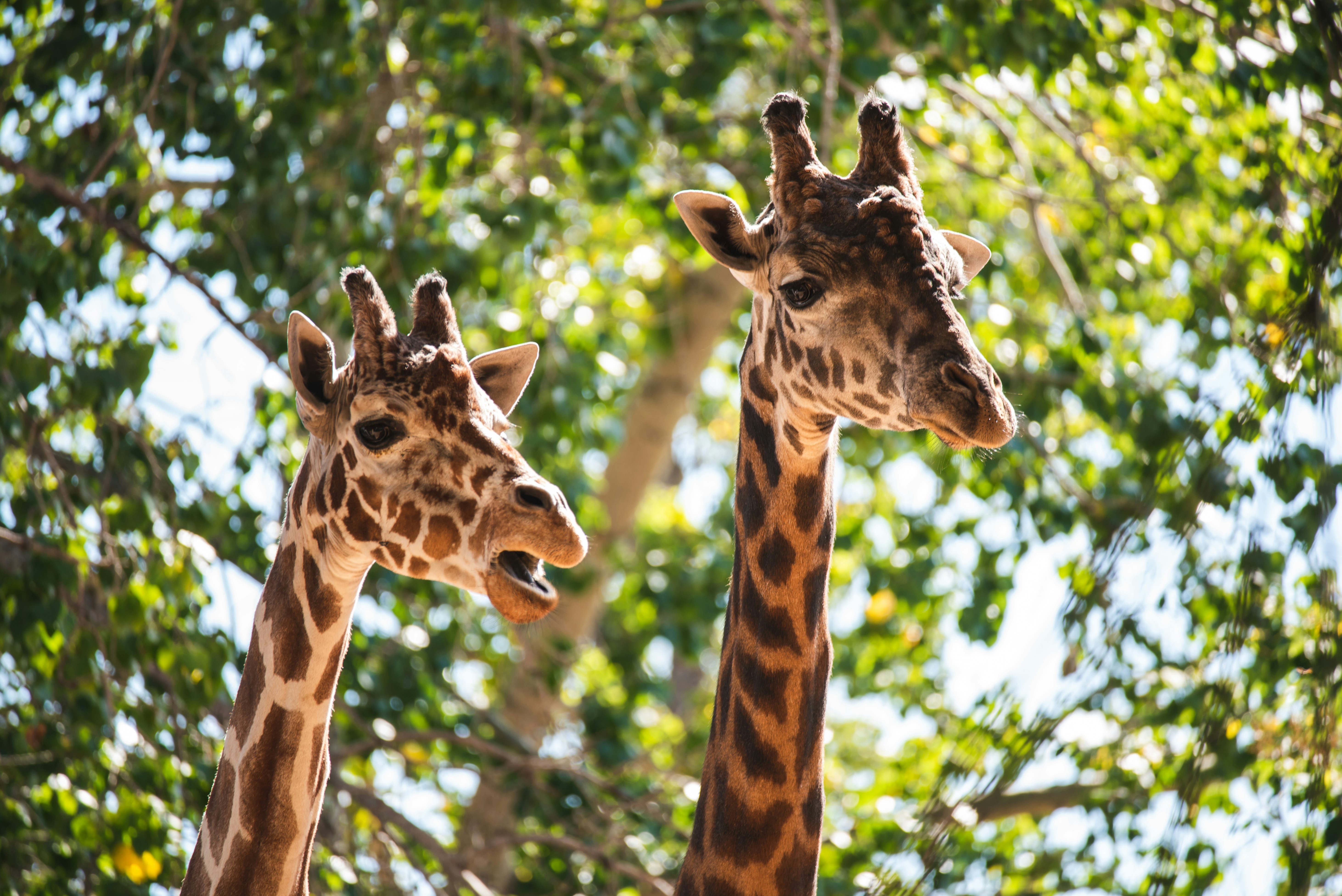 Giraffes in Dappled Light: Two Necks Reaching Up