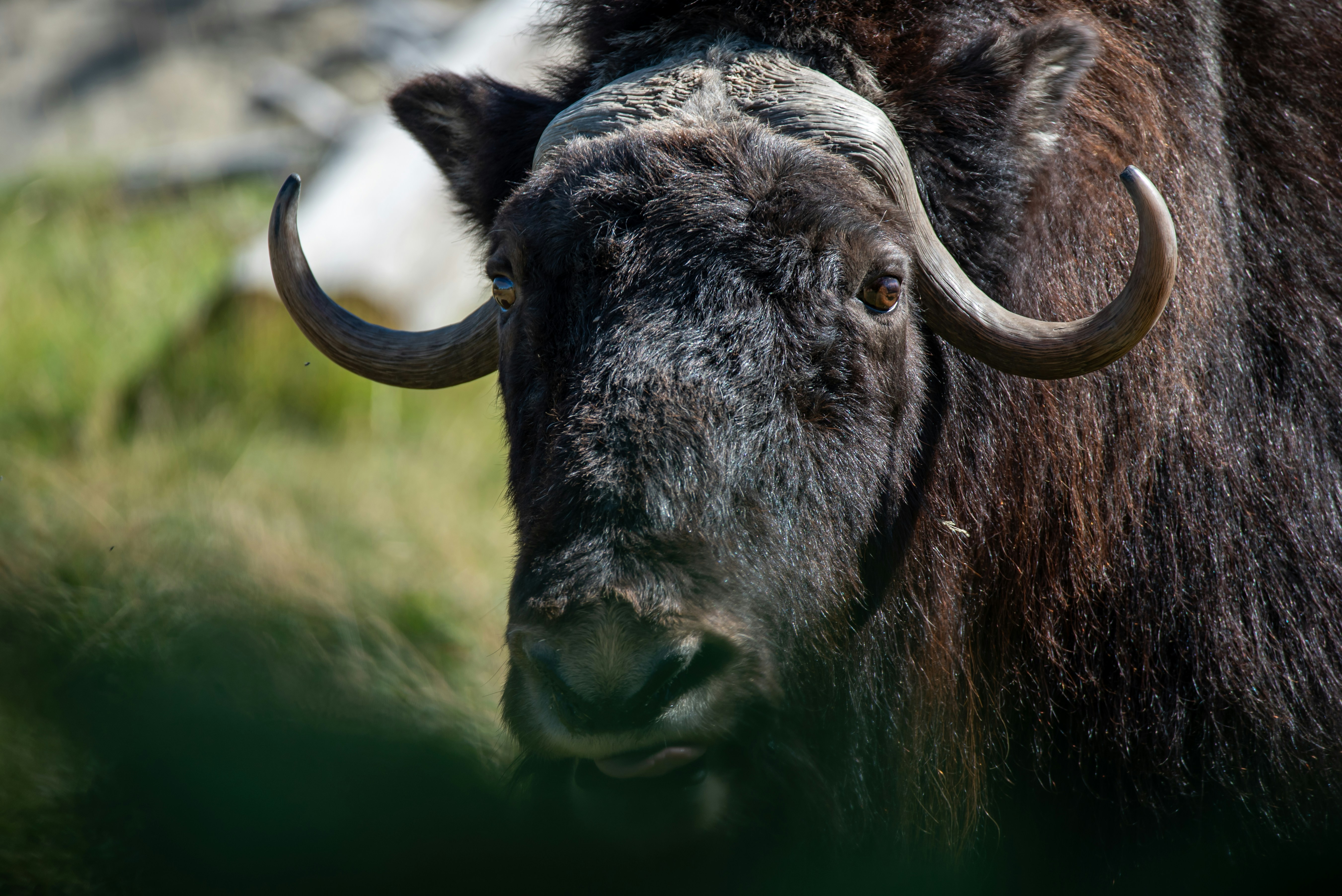 Close-up of a sable buffalo's face: weathered horned gaze