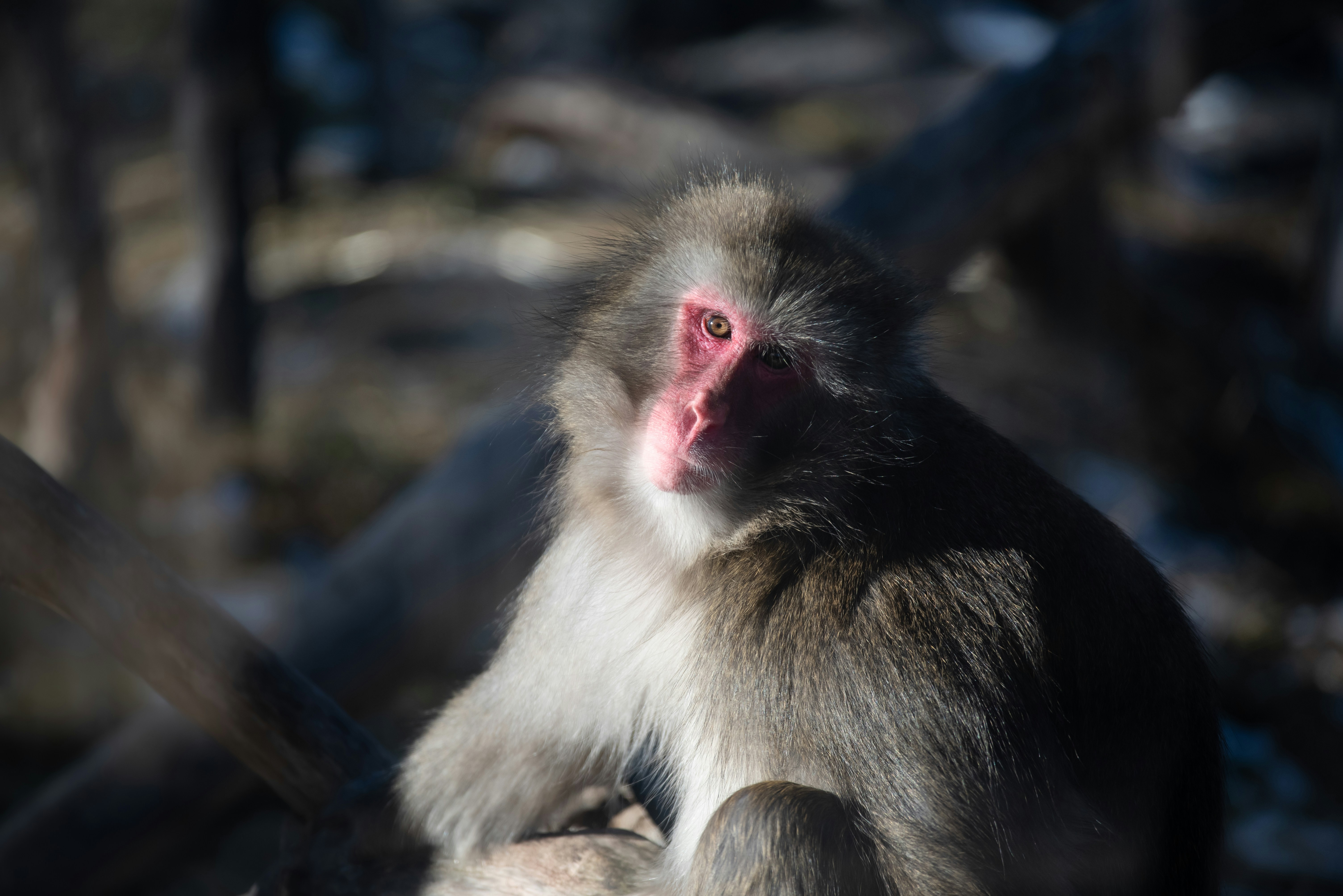 Pink-Nosed Vervet in Morning Shadow