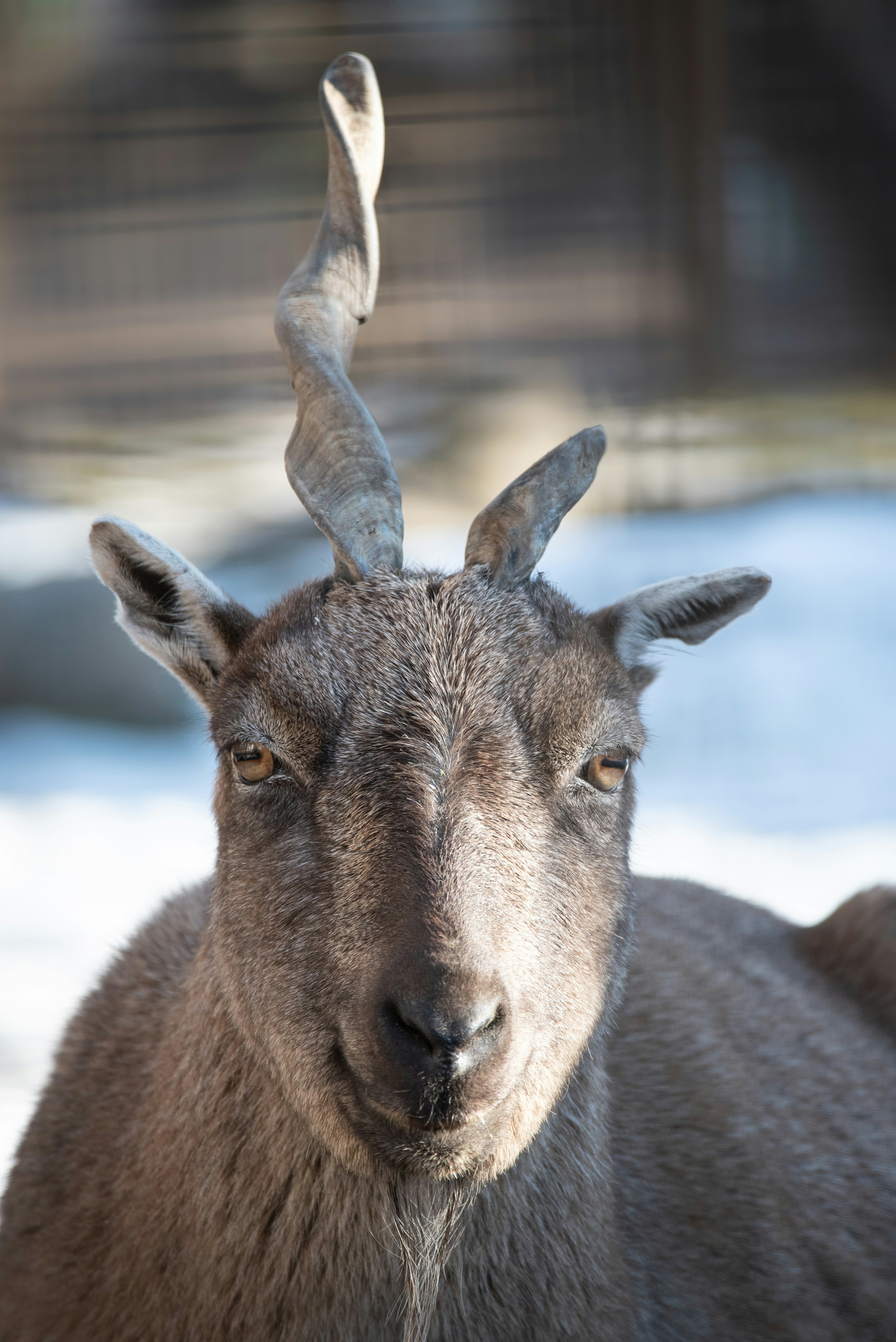 Solemn Stare: Close-Up Portrait of a Mountain Goat