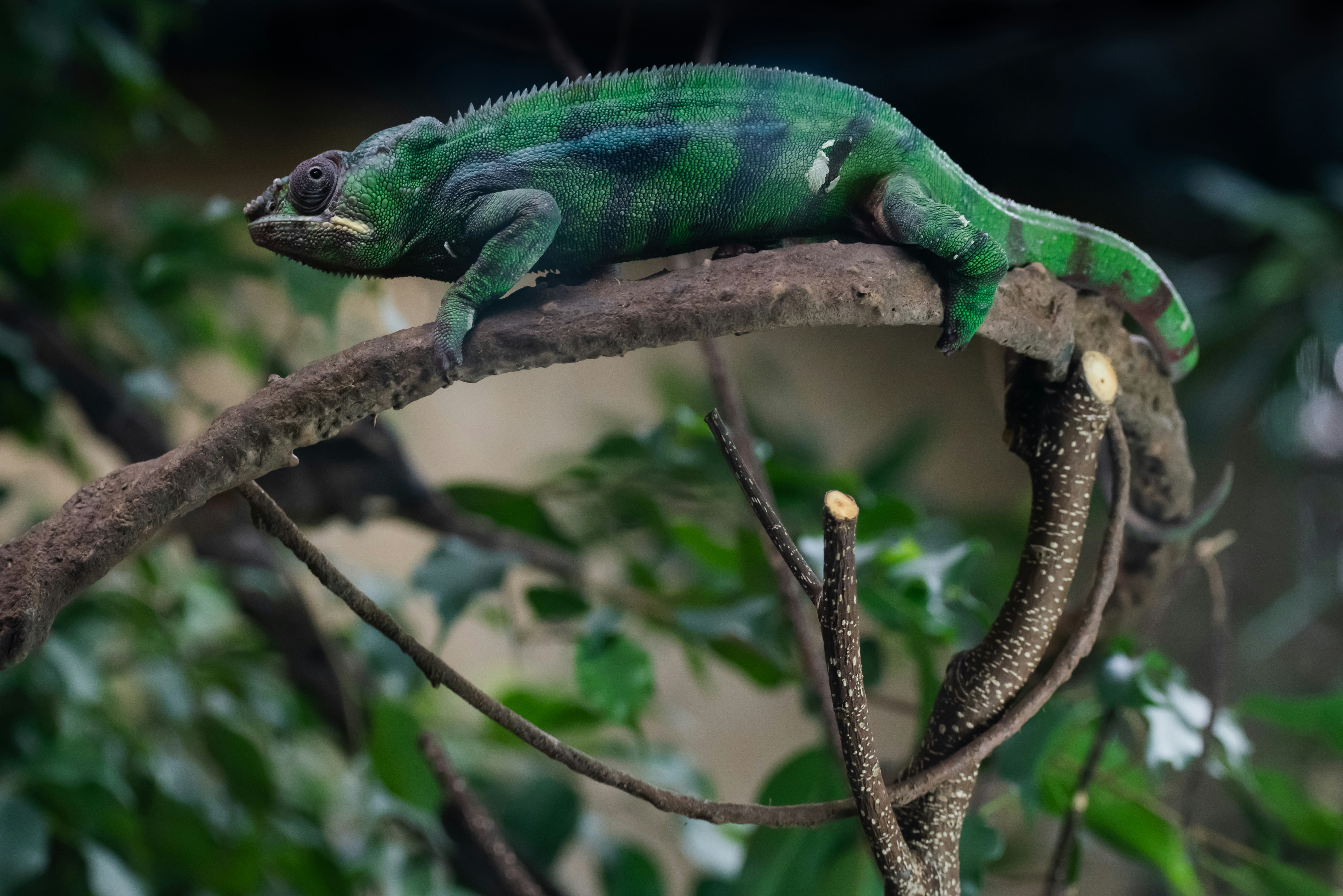 Emerald Arboreal Stalker: A Green Gecko Resting Across a Branch