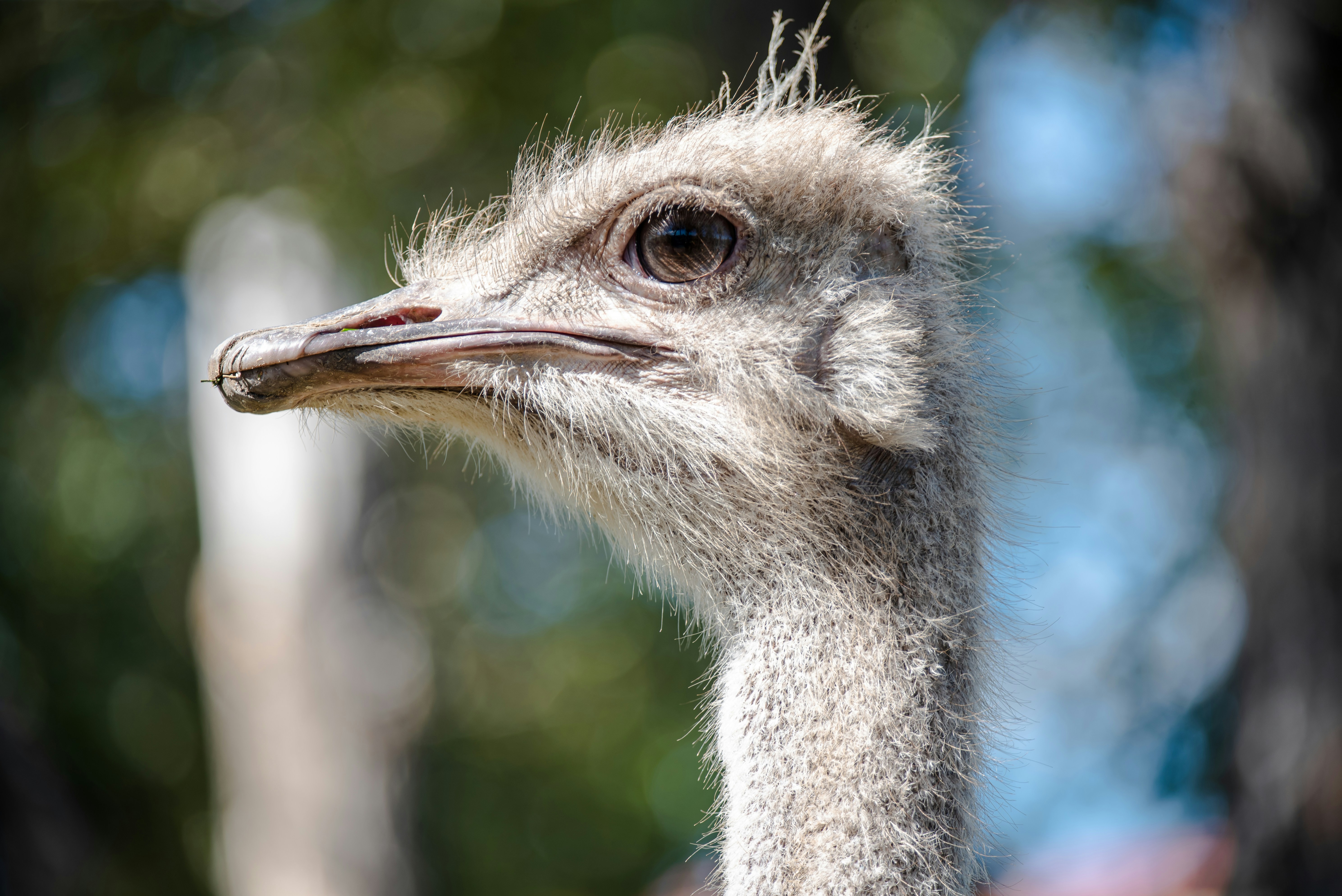 Up-Cclose Gaze of a Curious Ostrich